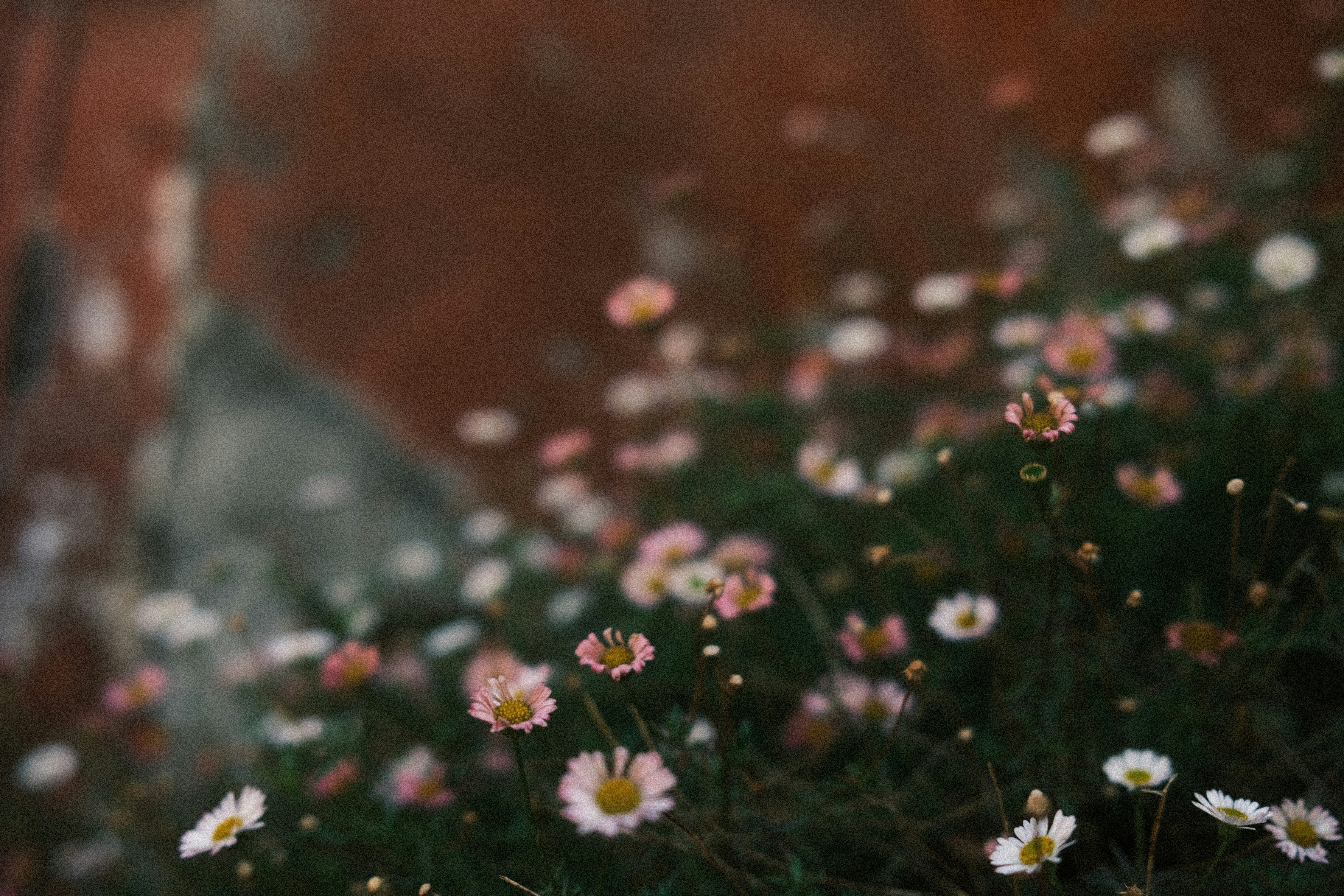 Soft Meadow Portrait: daisies in a dim garden