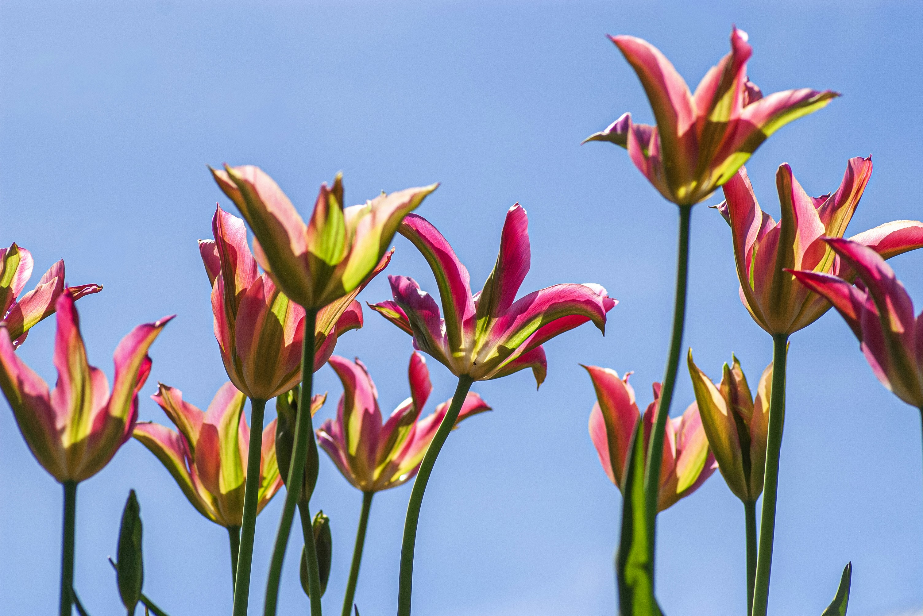 Scarlet Petals Reaching Toward a Bright Sky