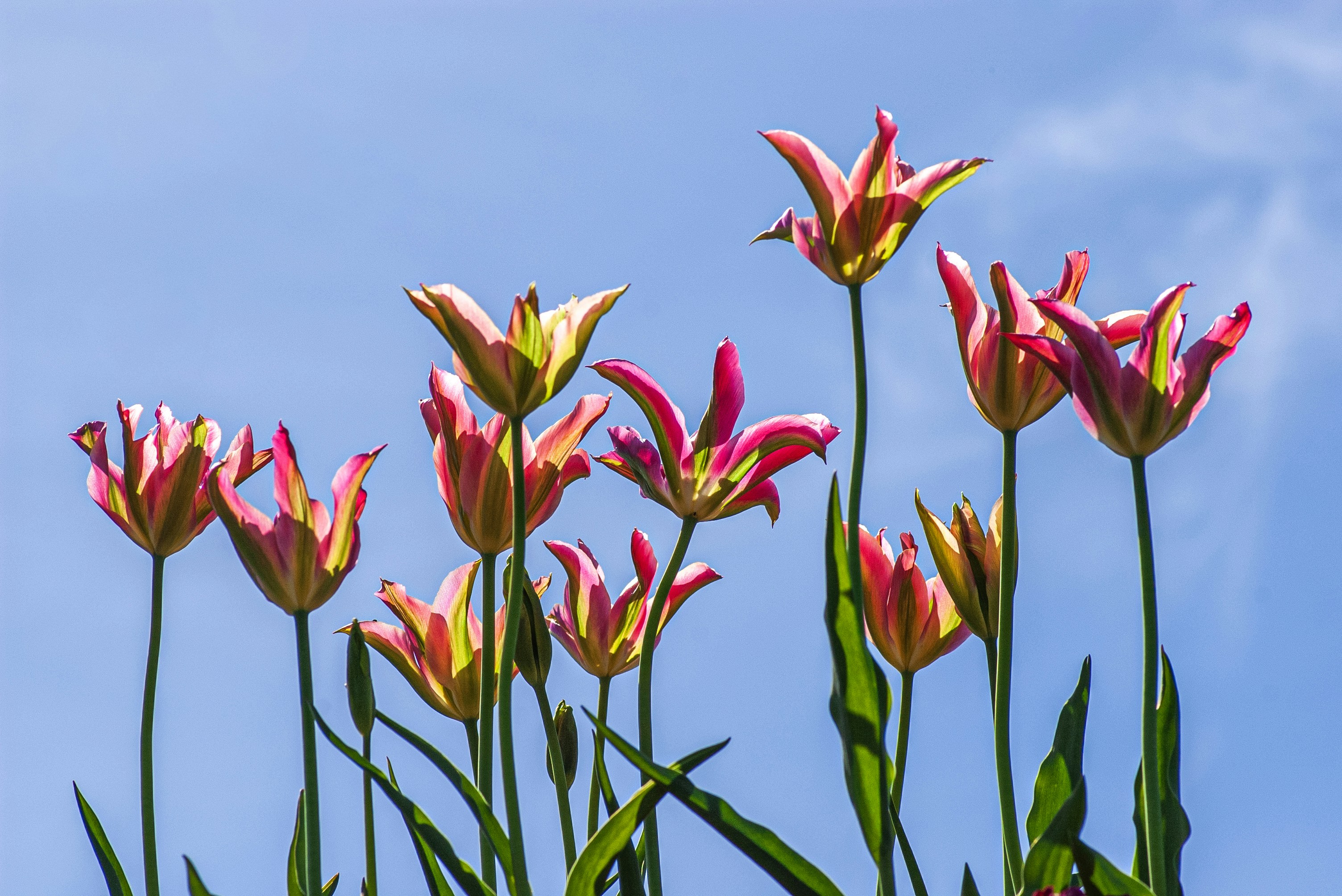 Sunlit Tulip Peaks Against a Clear Blue Sky