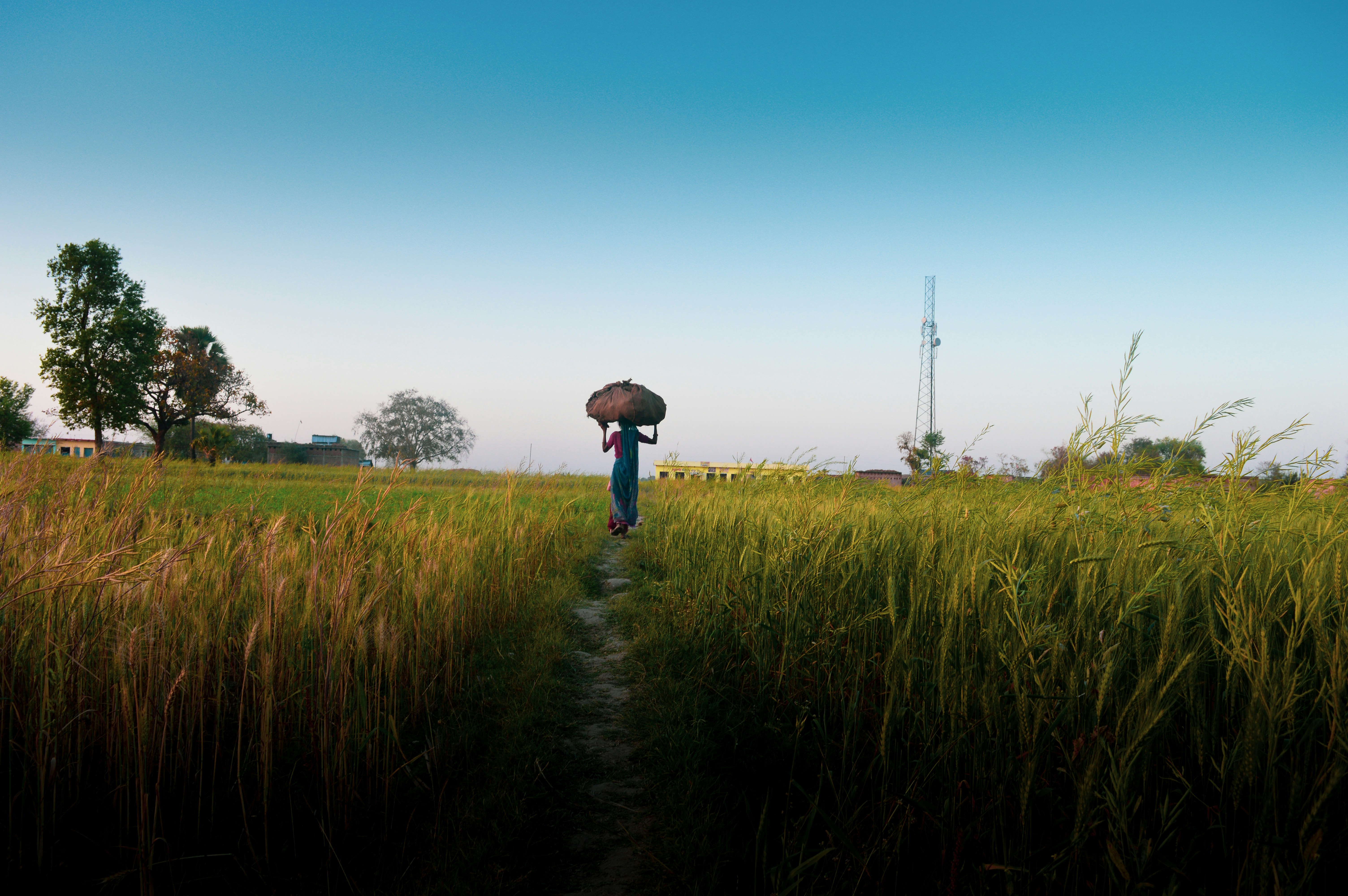 Field Path to a Quiet Umbrella Moment
