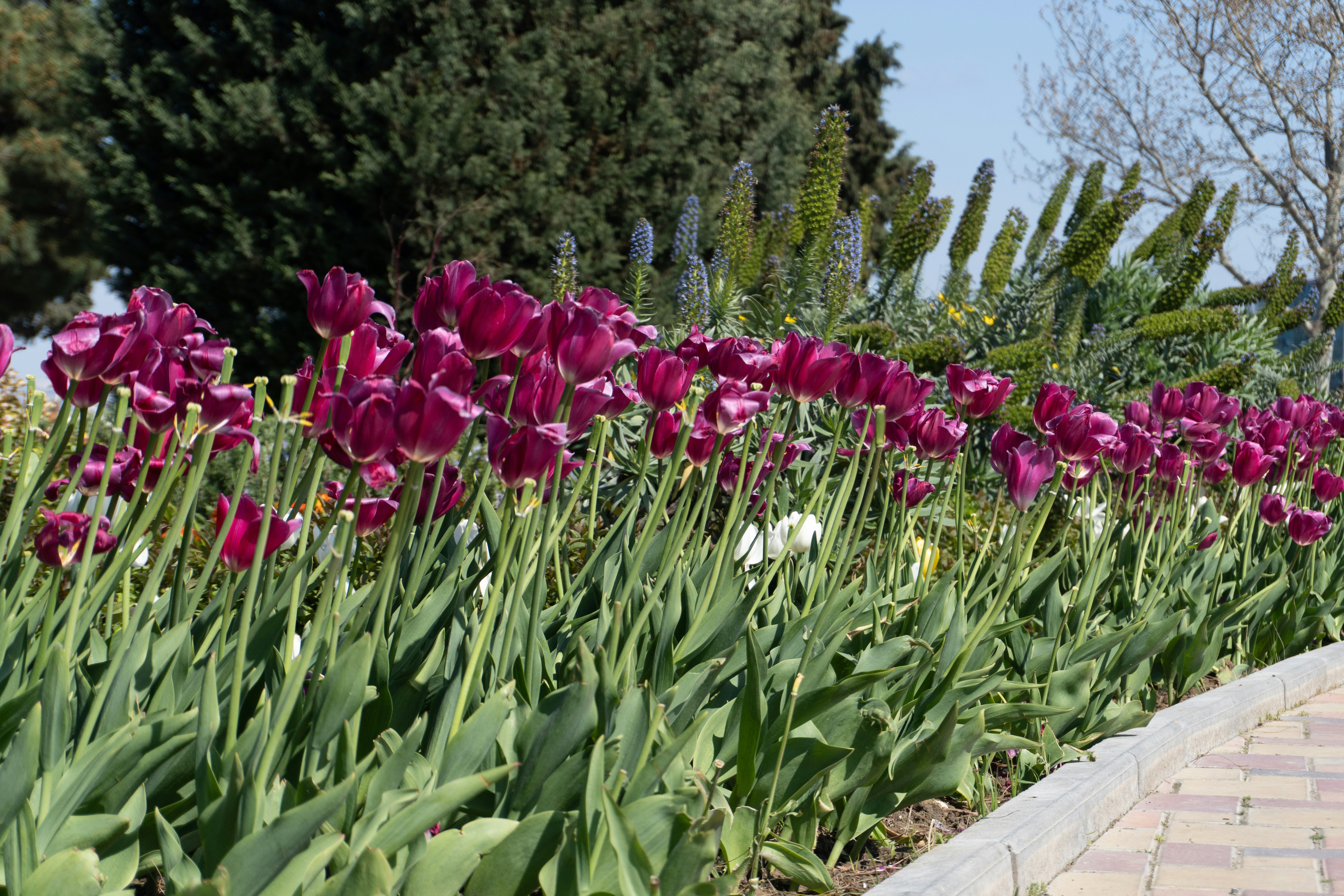 Maroon Tulips at the Edge of a Path