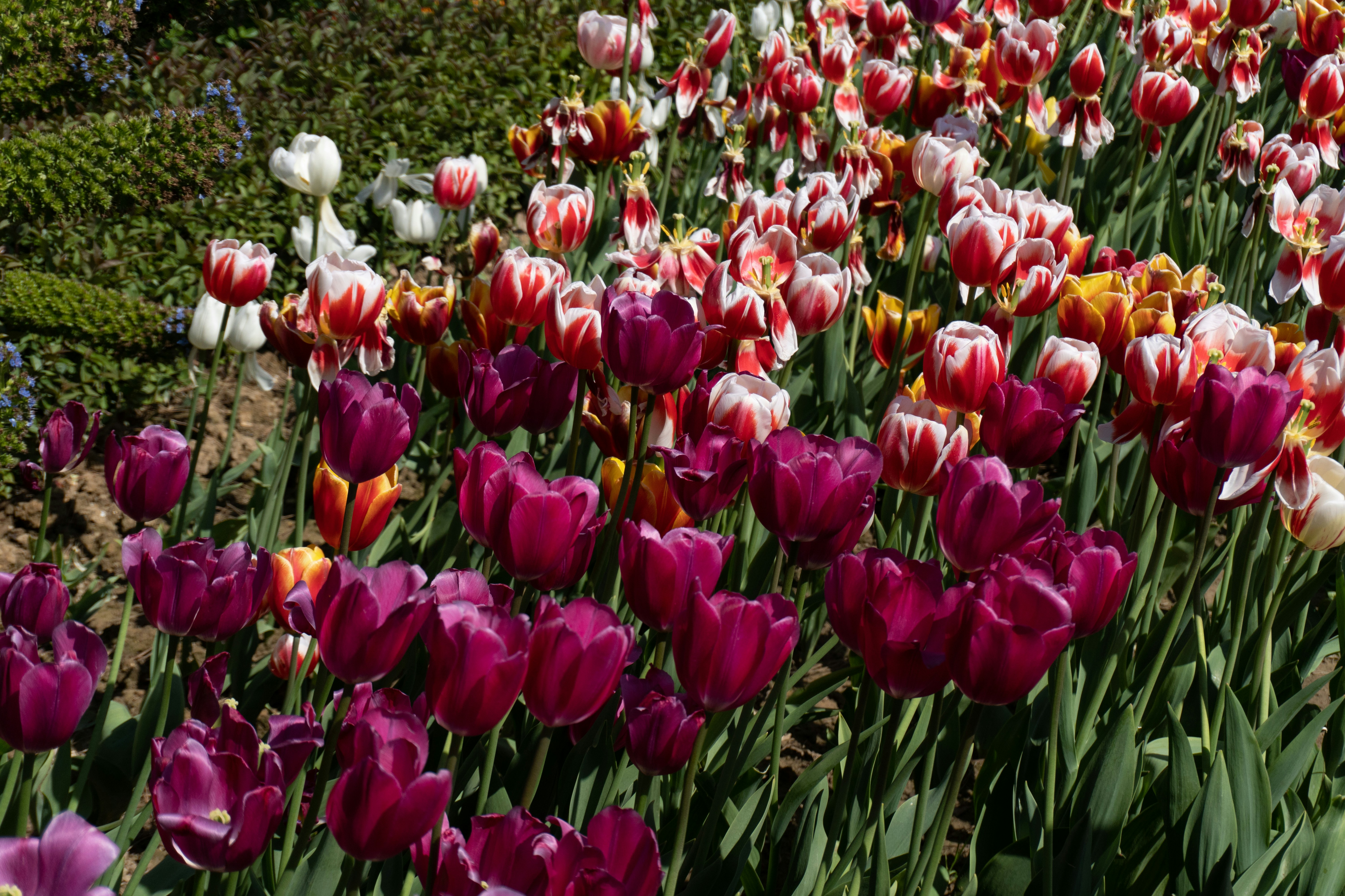 Tulip Parade: A Sea of Color Under Summer Sun