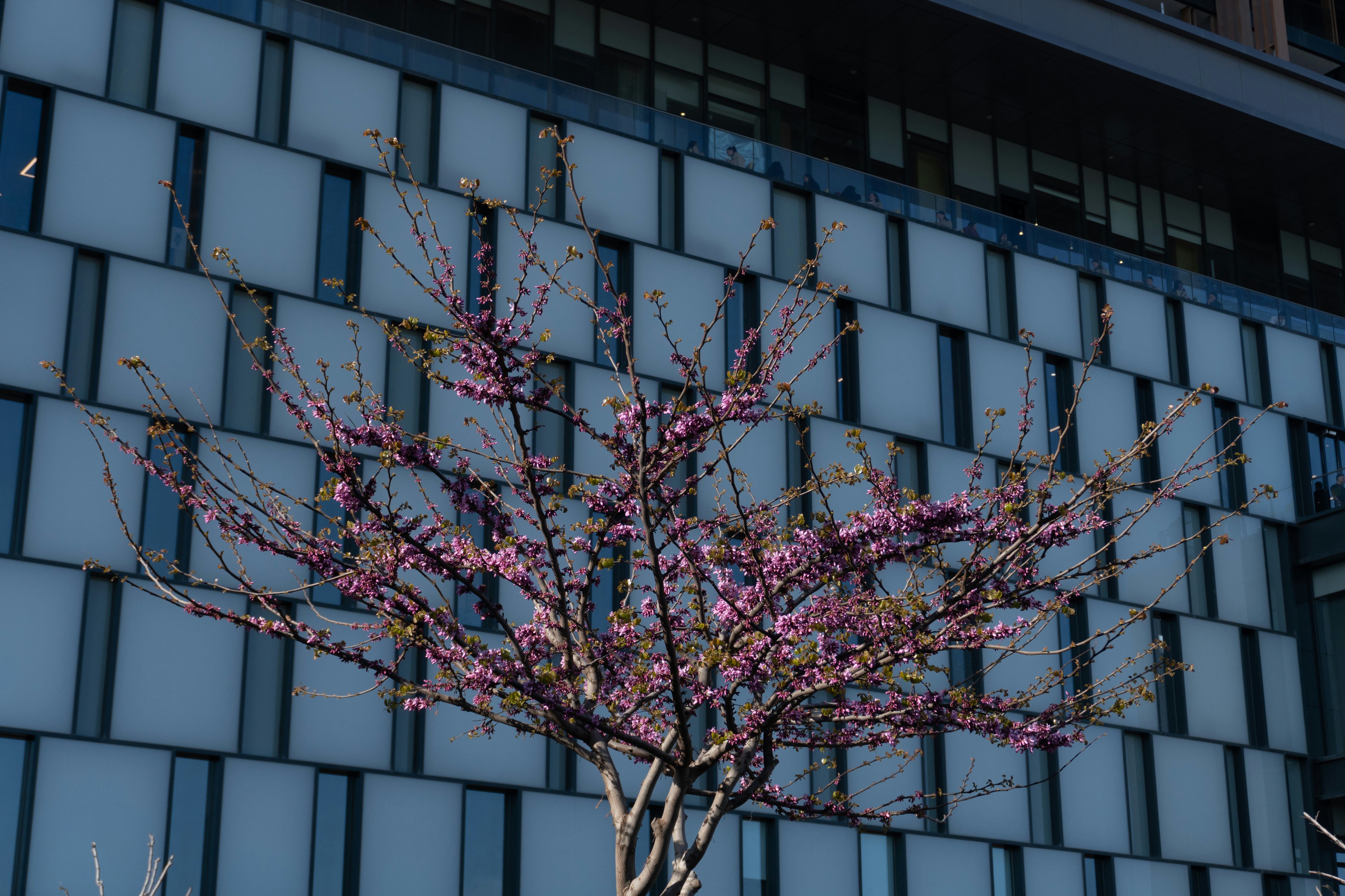 Blossoms in Front of a Geometric Glass Facade