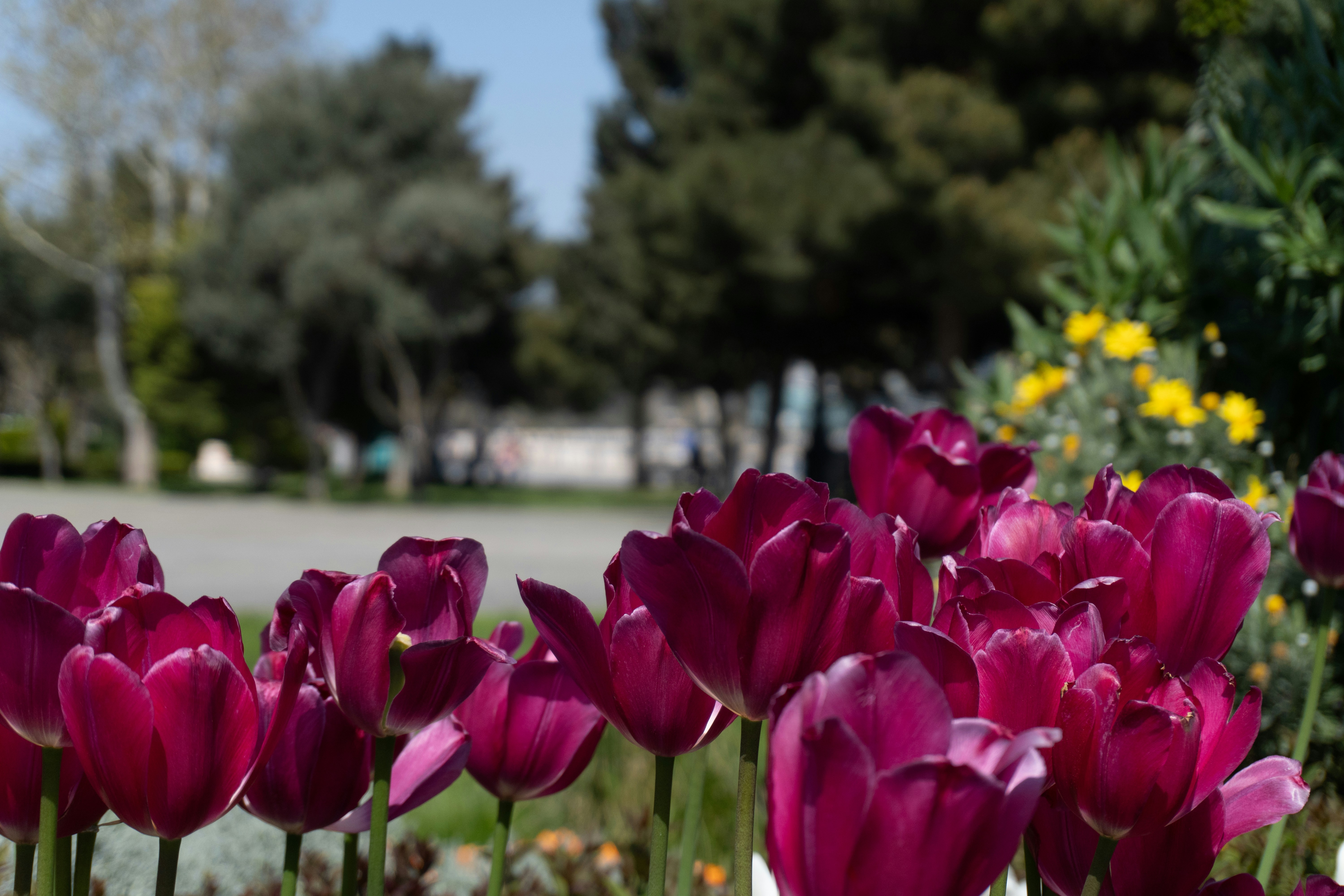 Tulip Field at Prominent Petal Edge