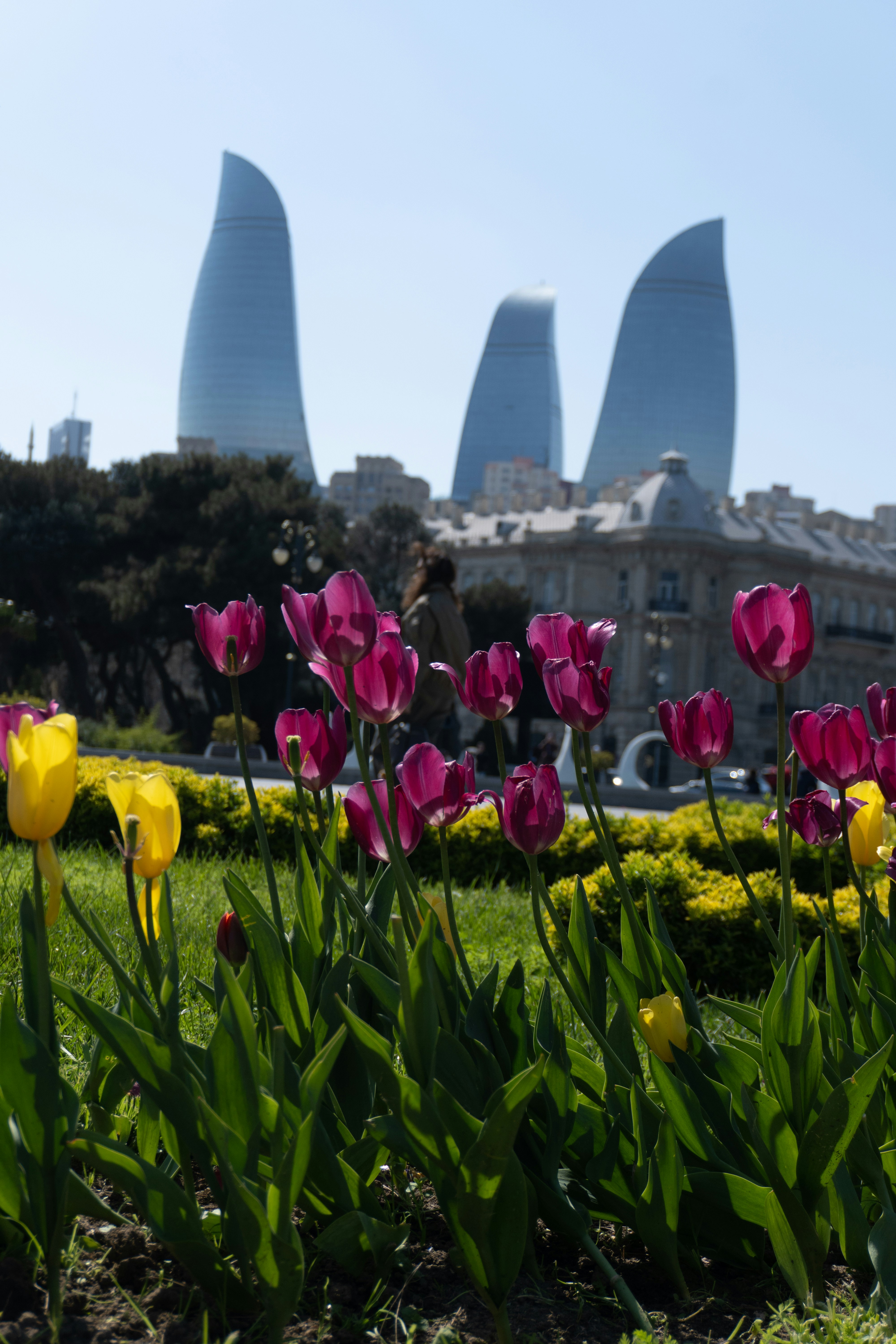 Tulips Over the City: A Bloom Fronting Modern Skyscrapers
