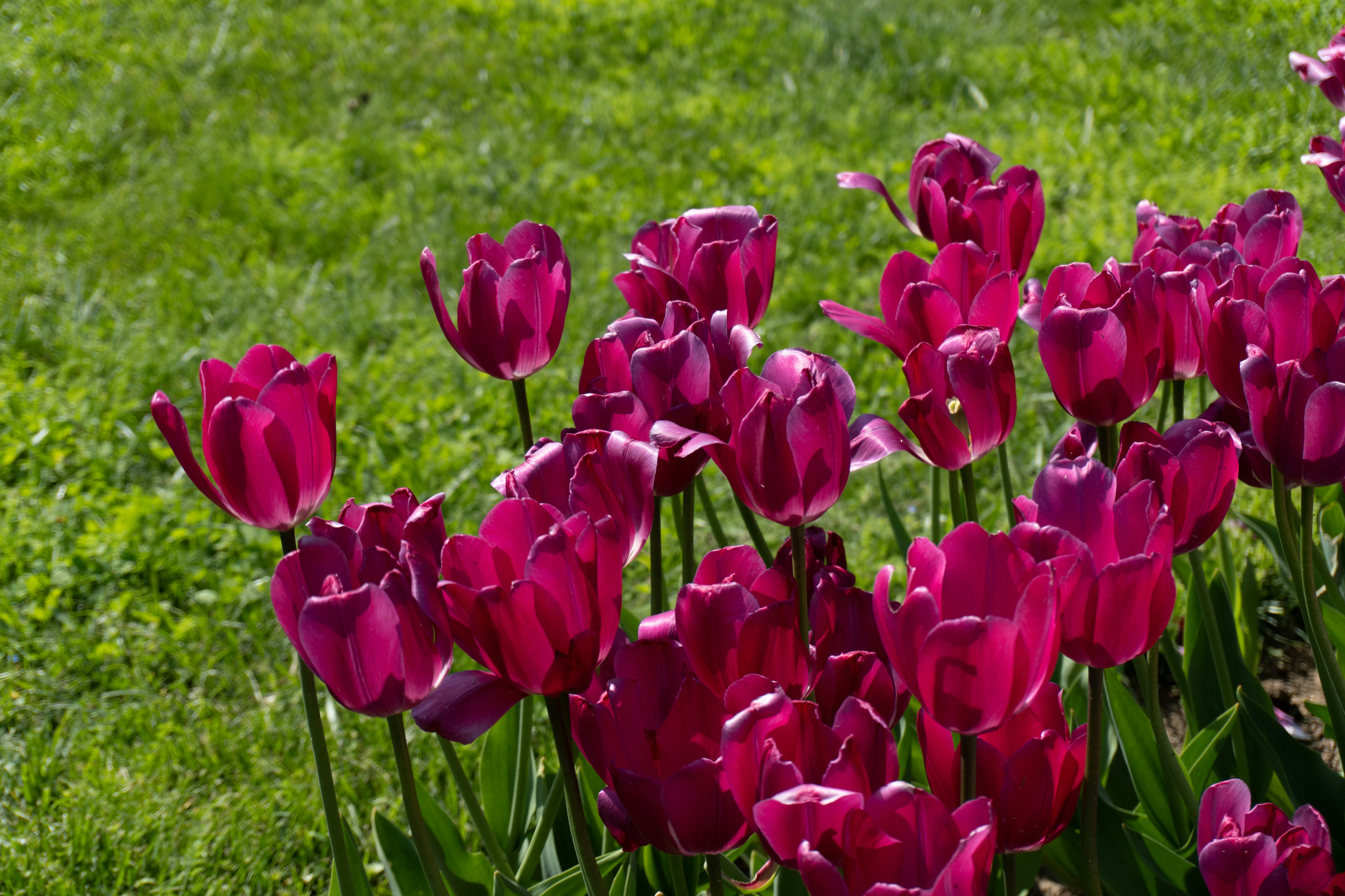 Crimson Tulip Field: A Cluster of Velvet Petals in Morning Light