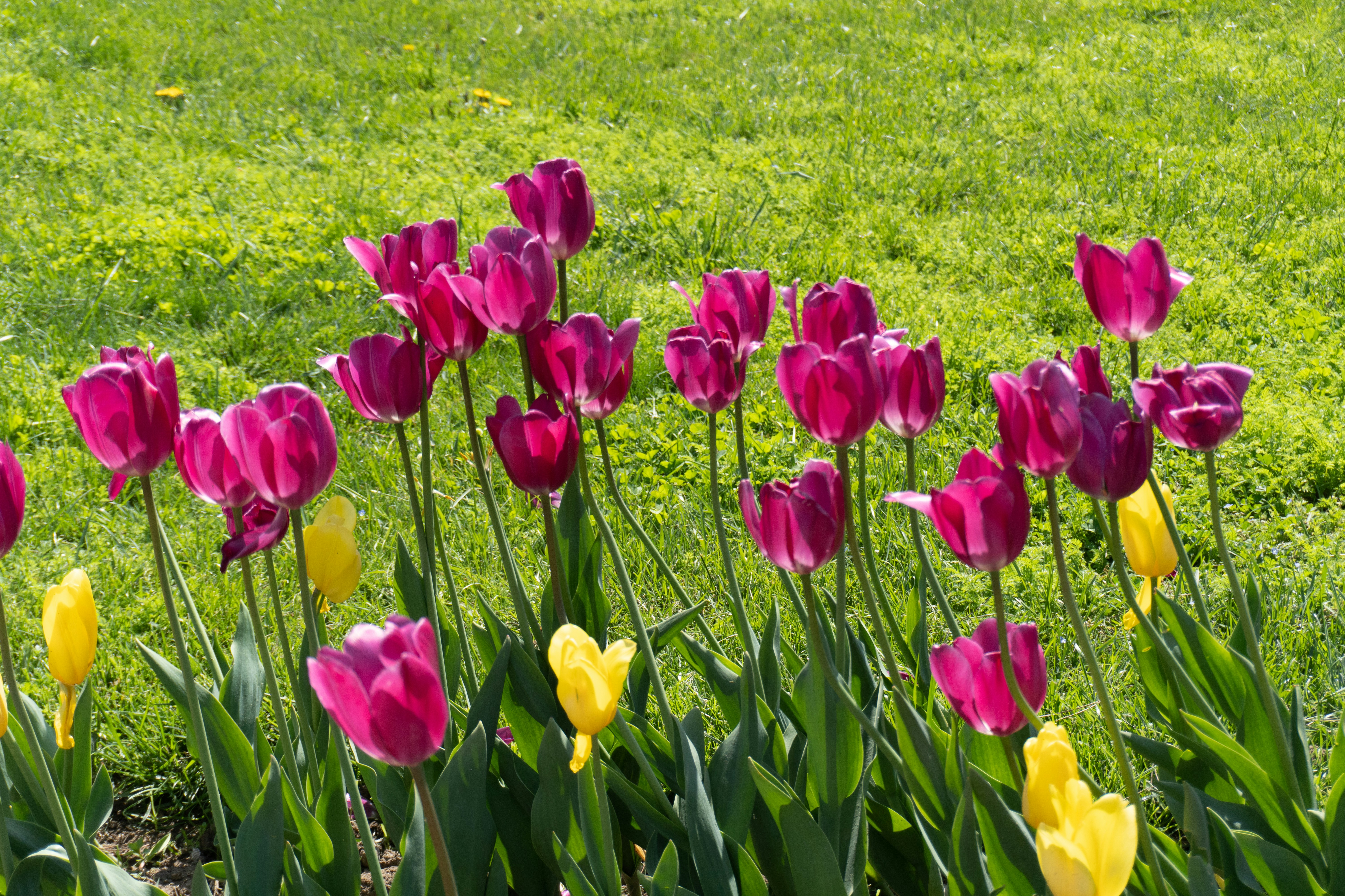 Vibrant Tulip Meadow in Peak Spring Light