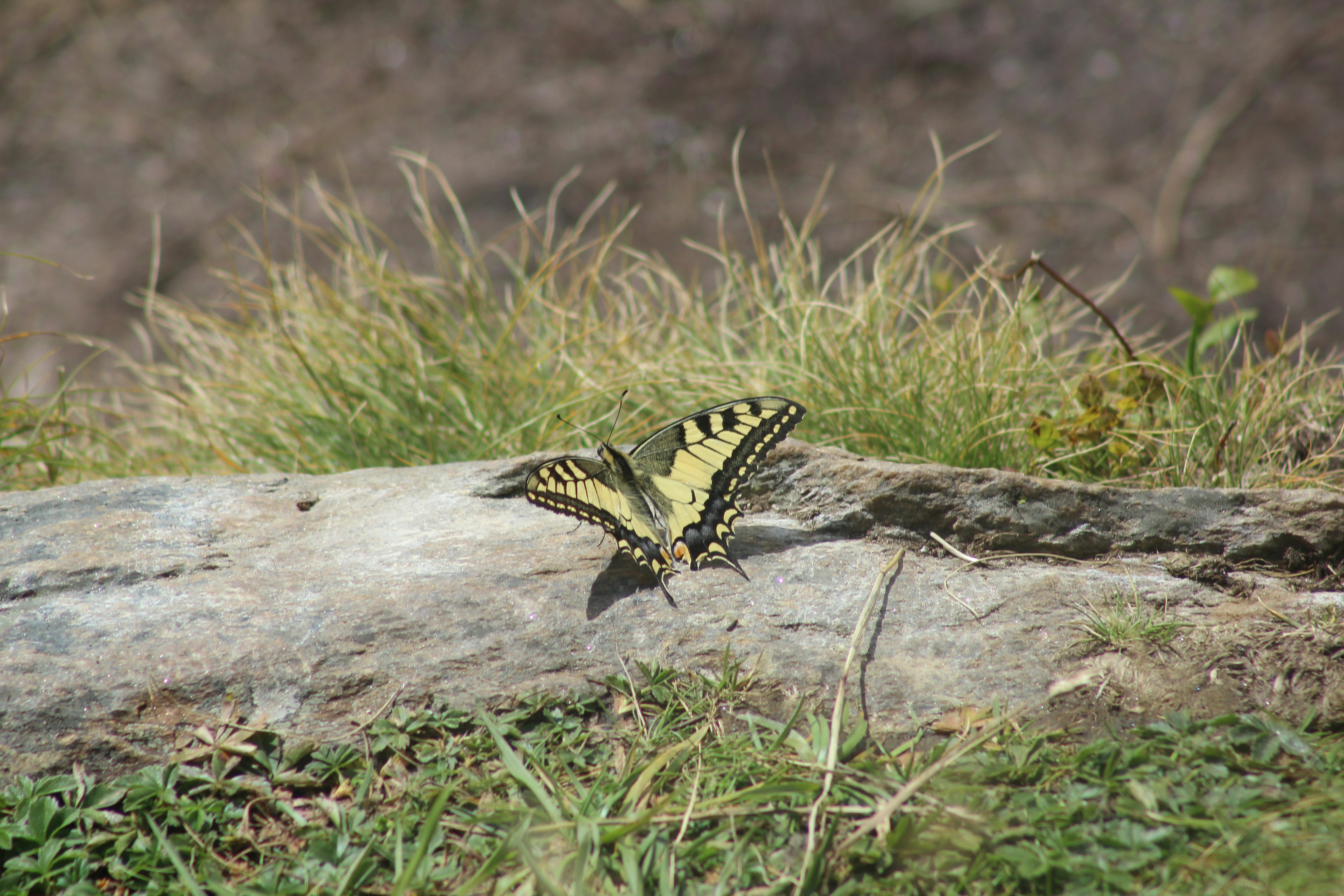 Butterfly at the Stone Brink