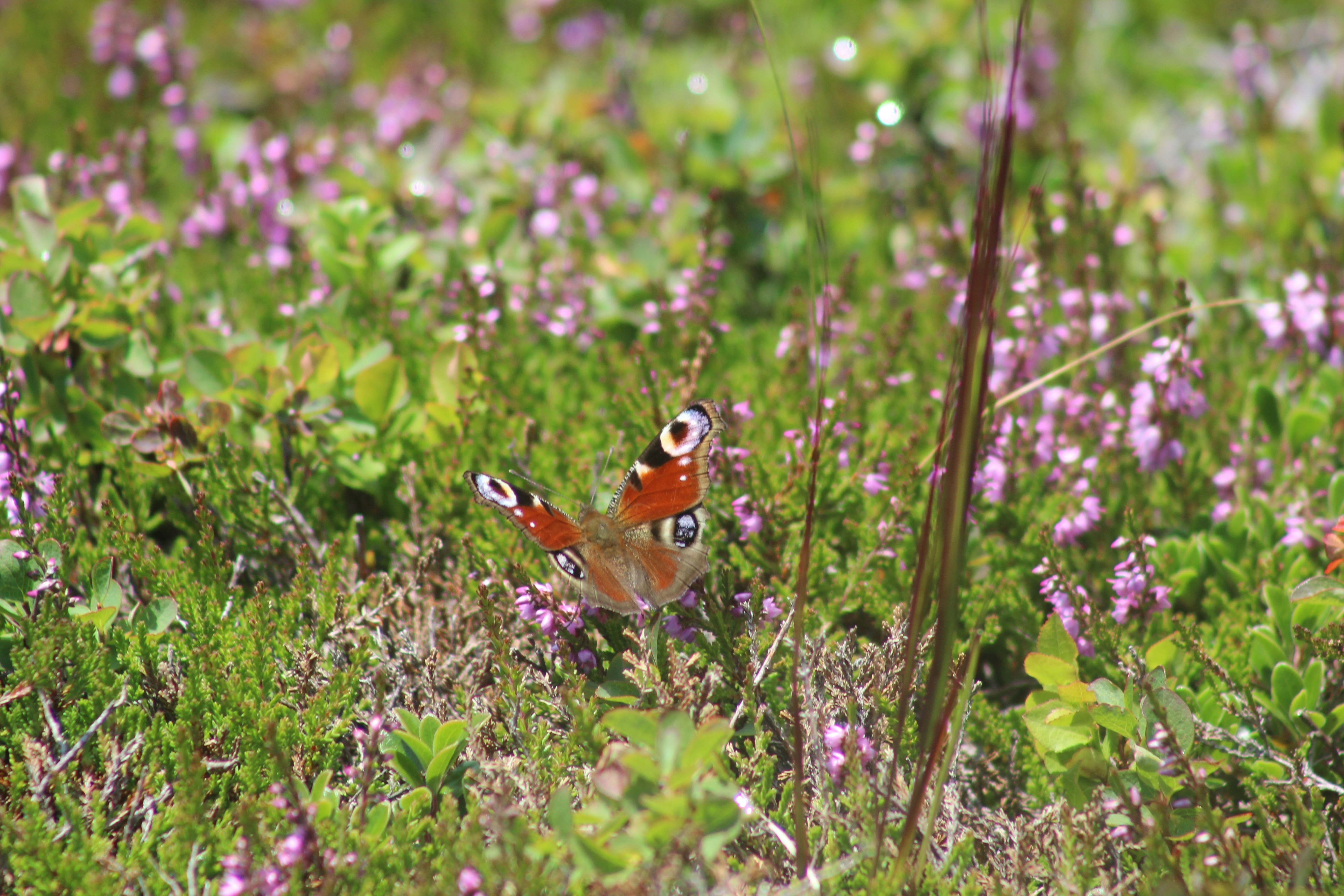 Crimson Wing in a Meadow of Purple Blooms