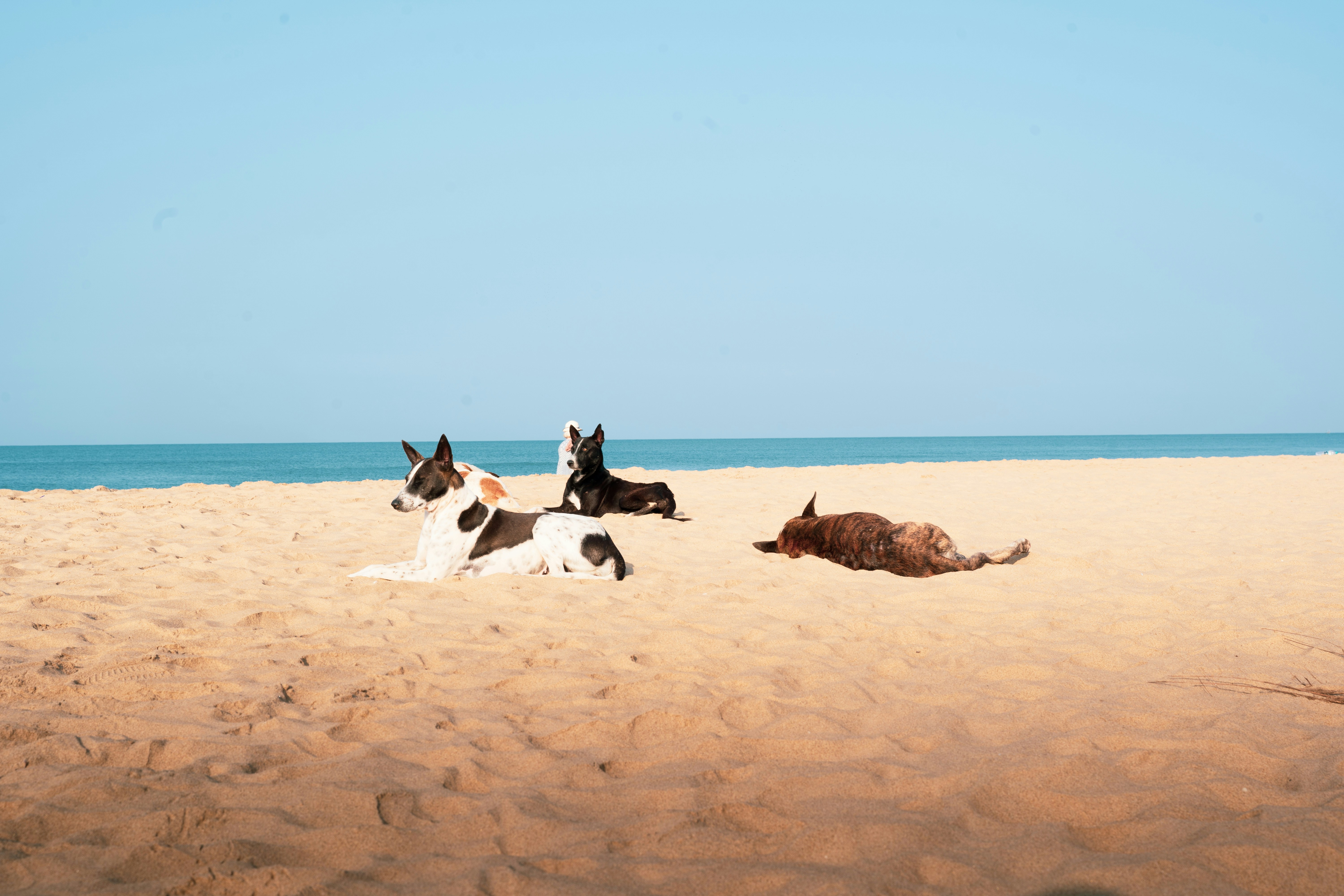 Surf & Mist: A Trio of Beach Dogs and a Curious Cat on the Golden Shore