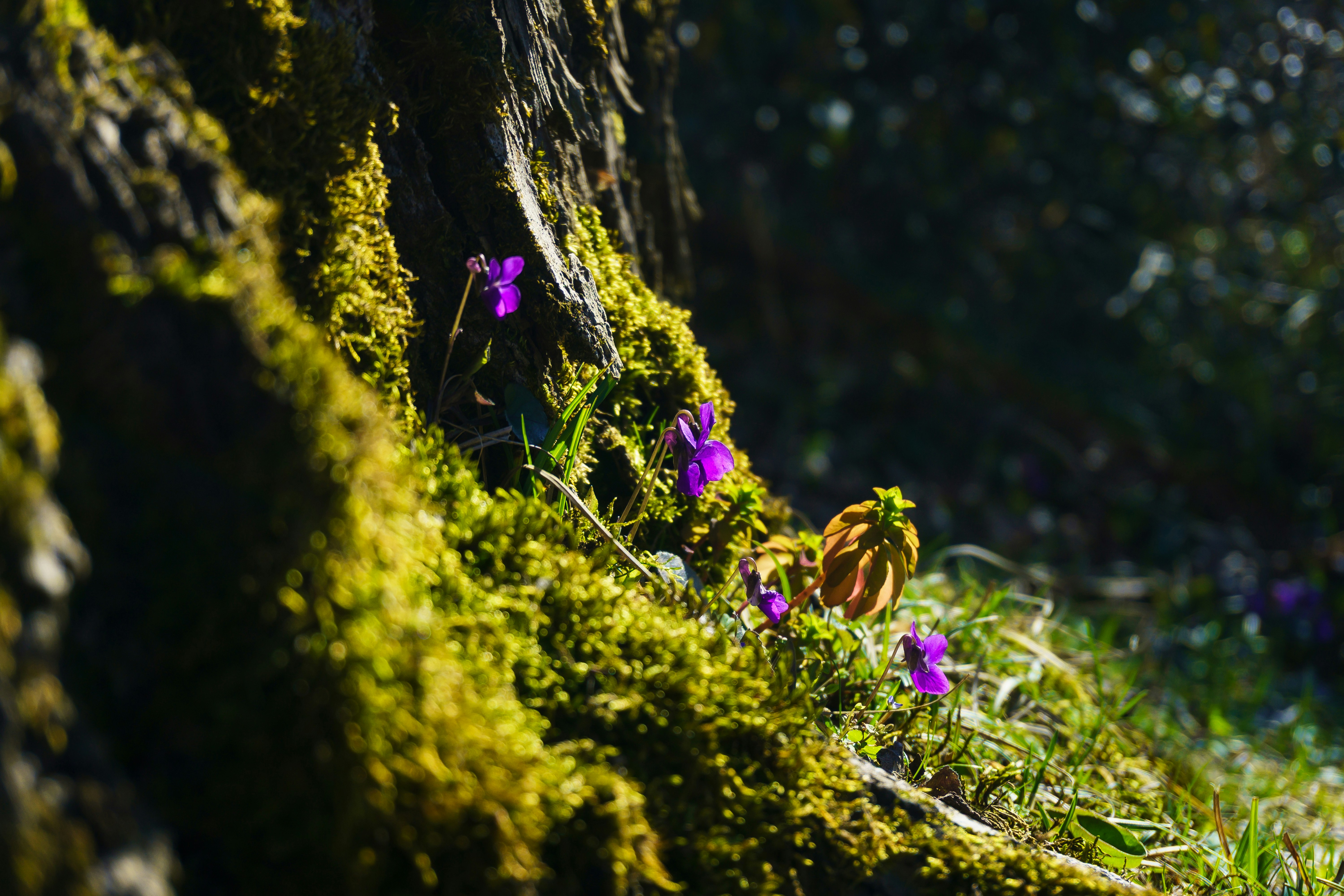 Quiet Moss Garden with Violet Blooms on a Sunlit Slope
