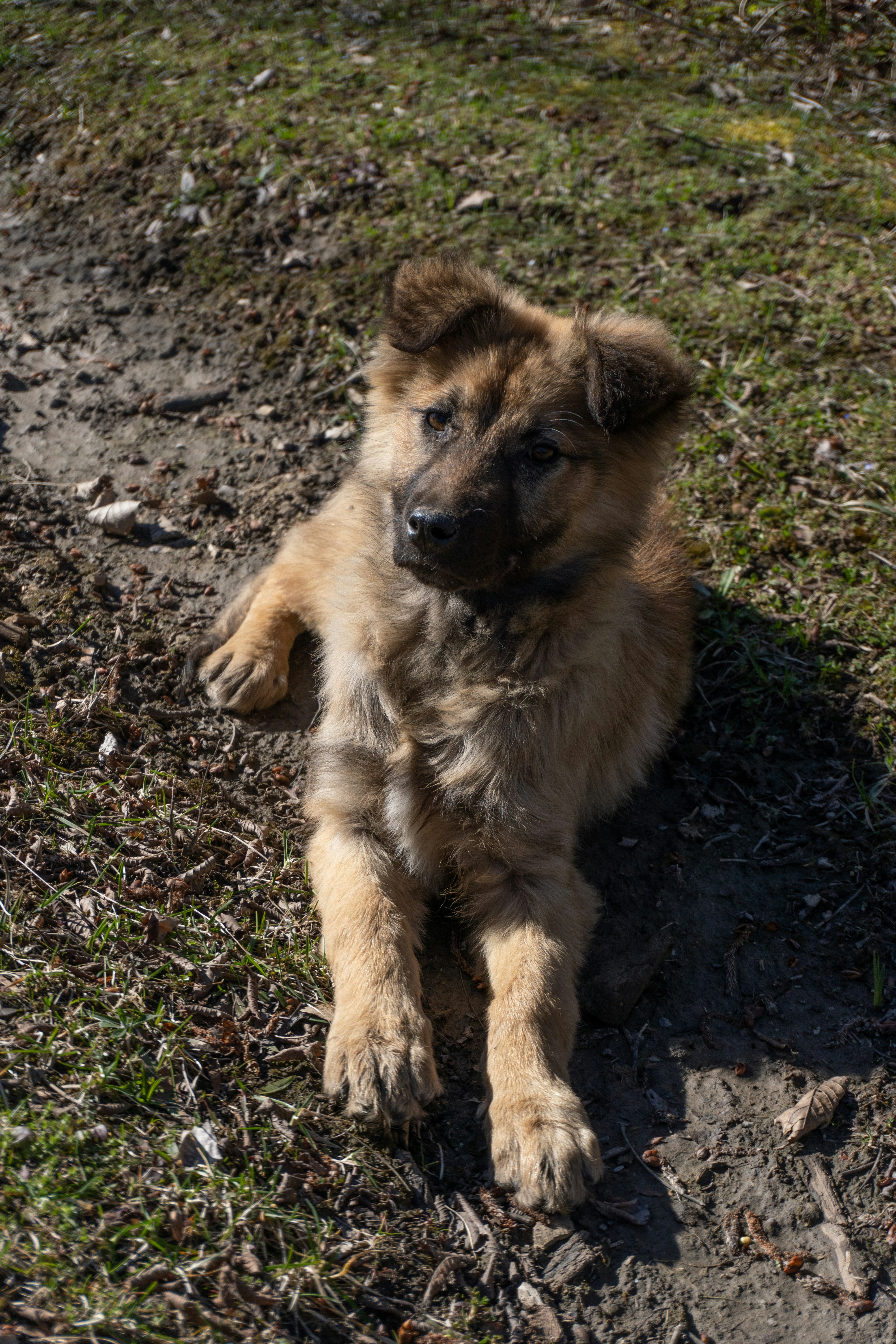 Curious Pup Reaching Out in Morning Light