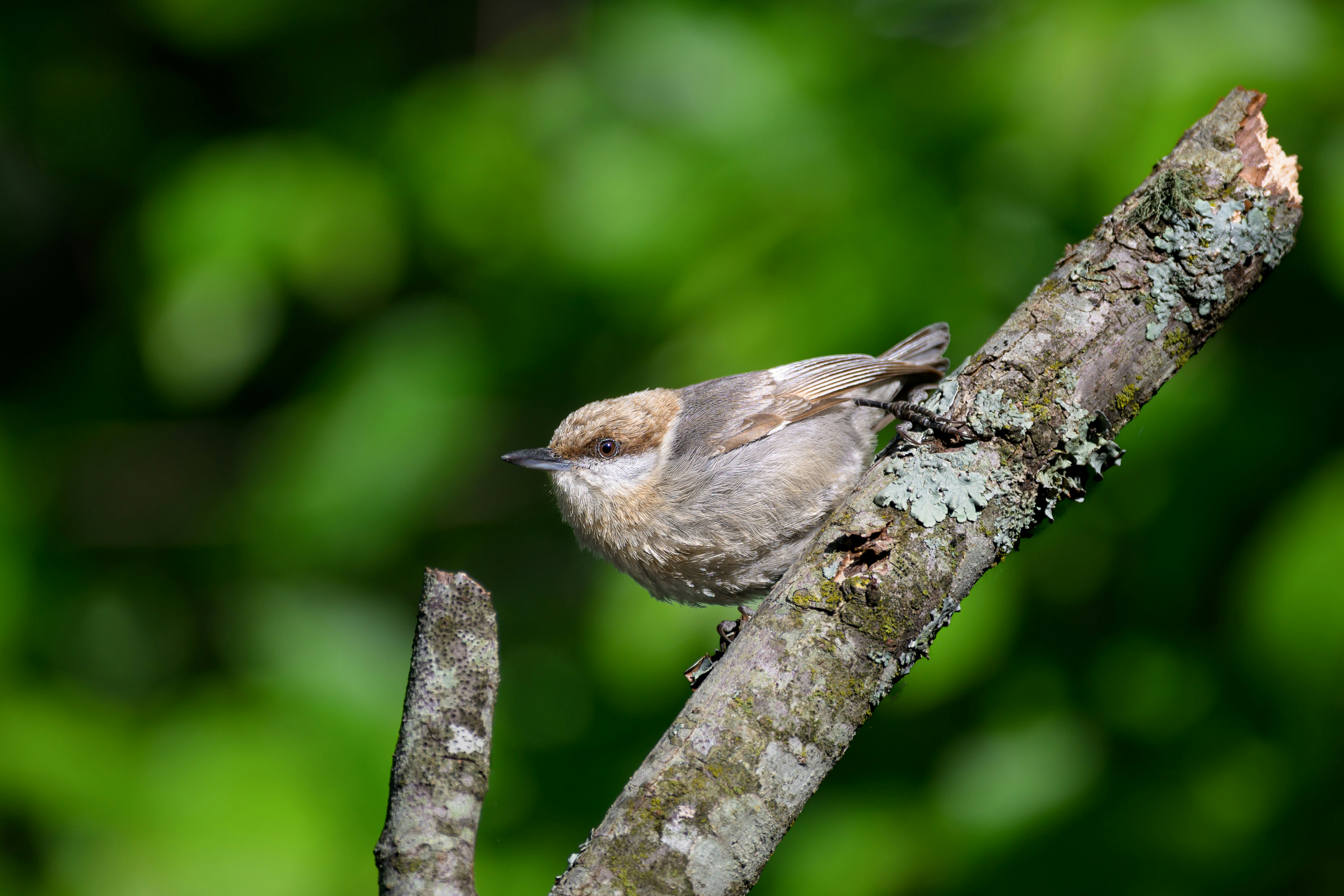 Perched Warbler on Mossy Branch Under Dappled Light