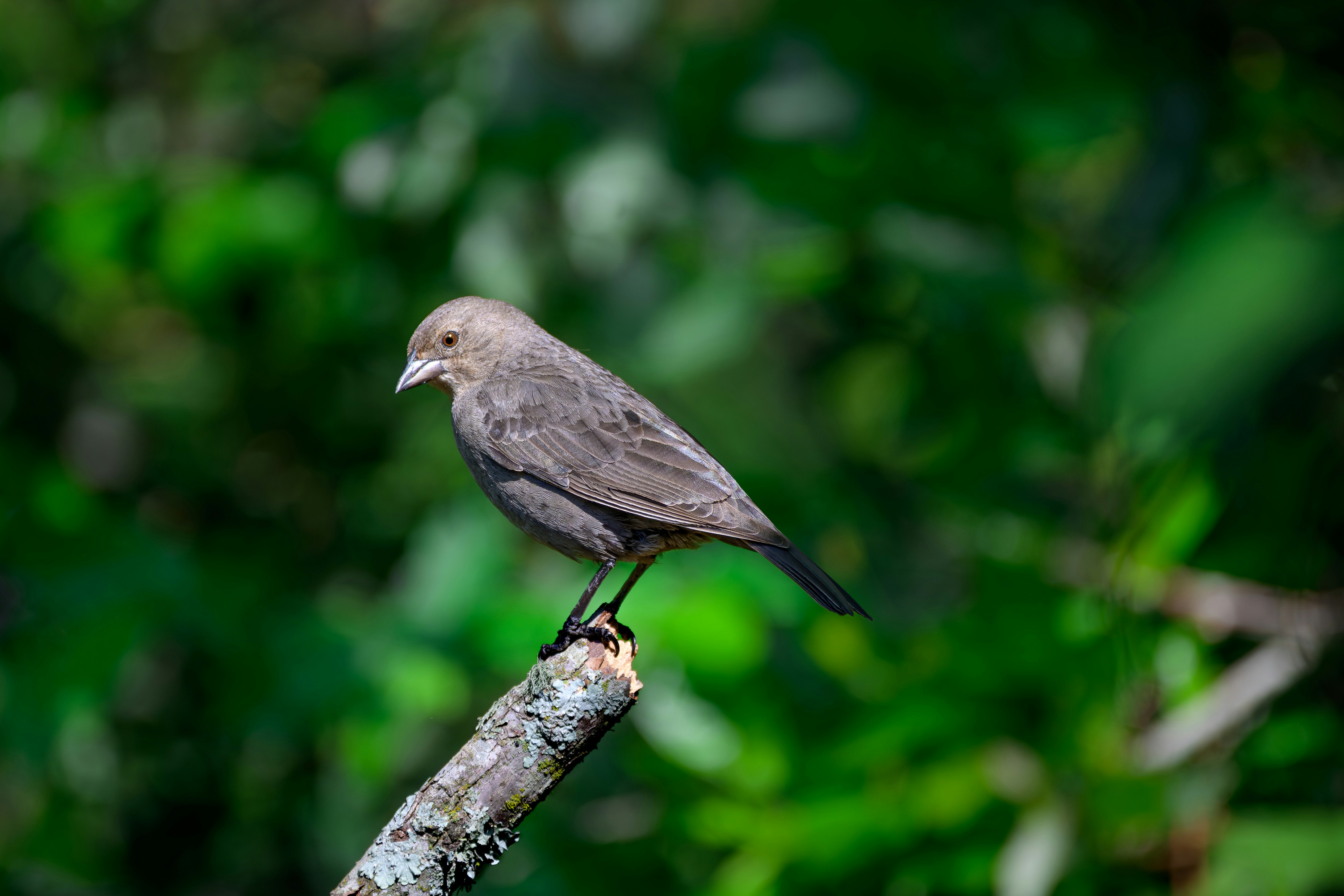 Perched in focus: a solitary finch amid emerald greens