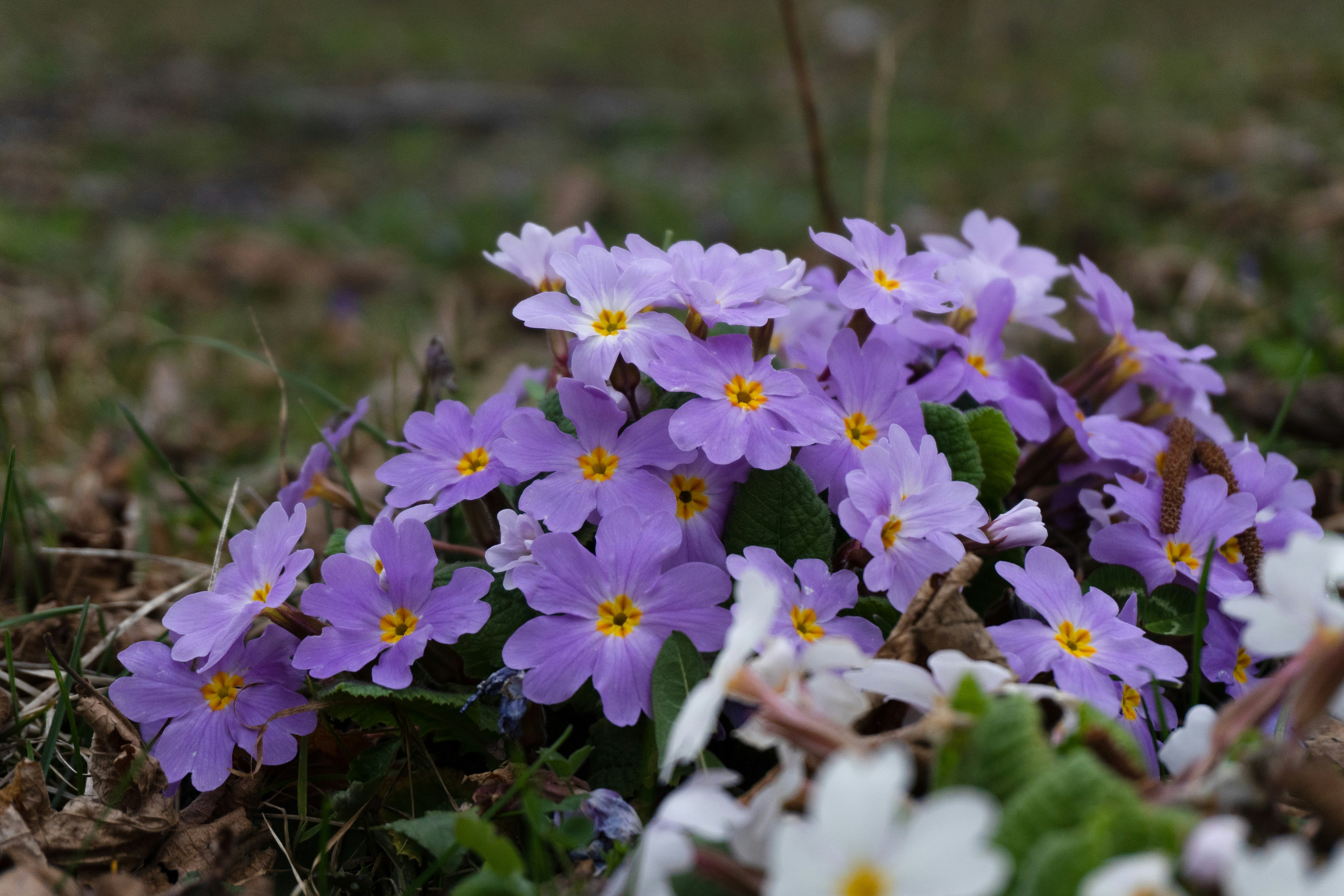 Lavender Field of Delicate Blooms Amid Fallen Ground
