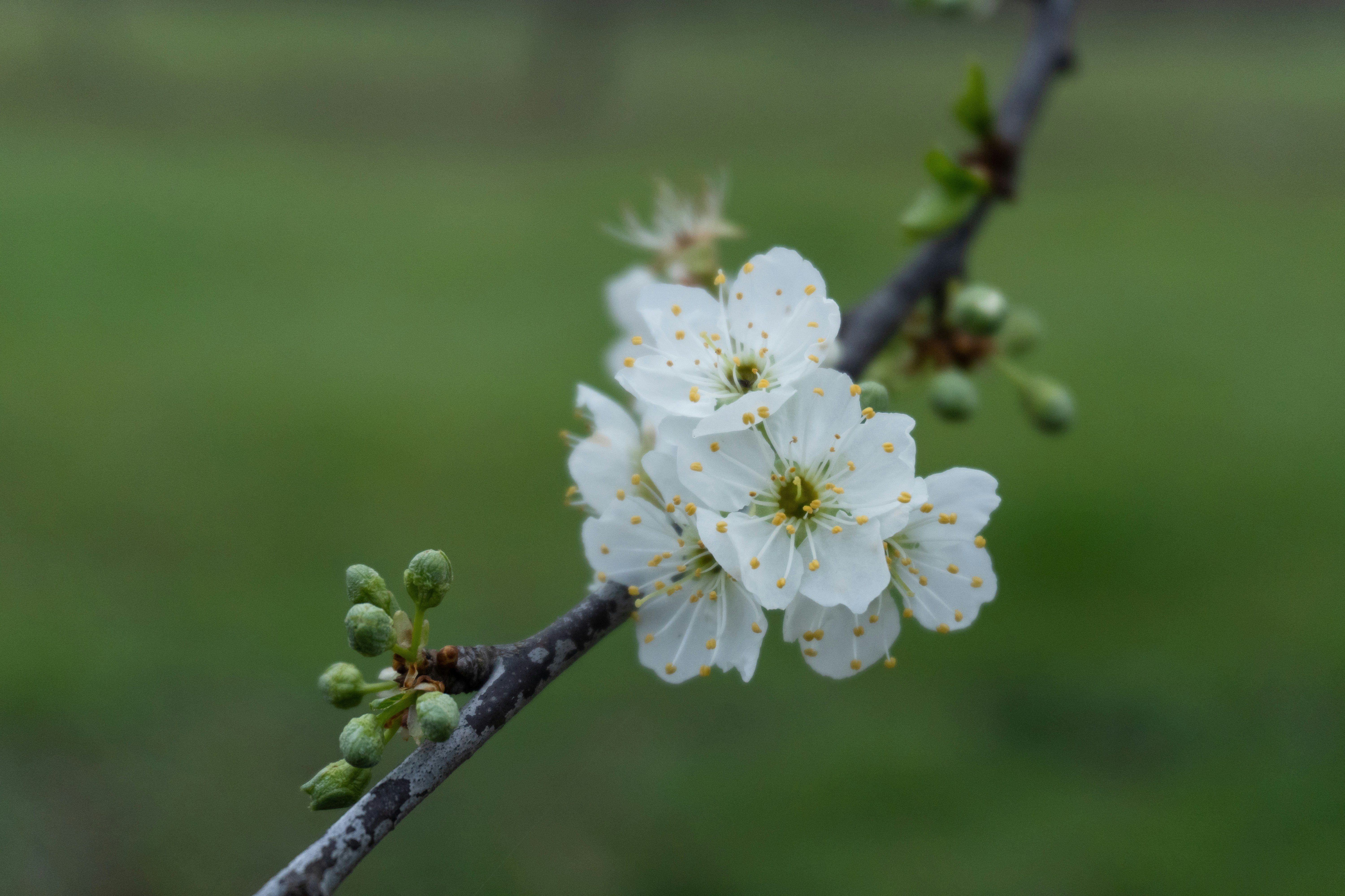 White blossoms on a slender branch in a quiet field