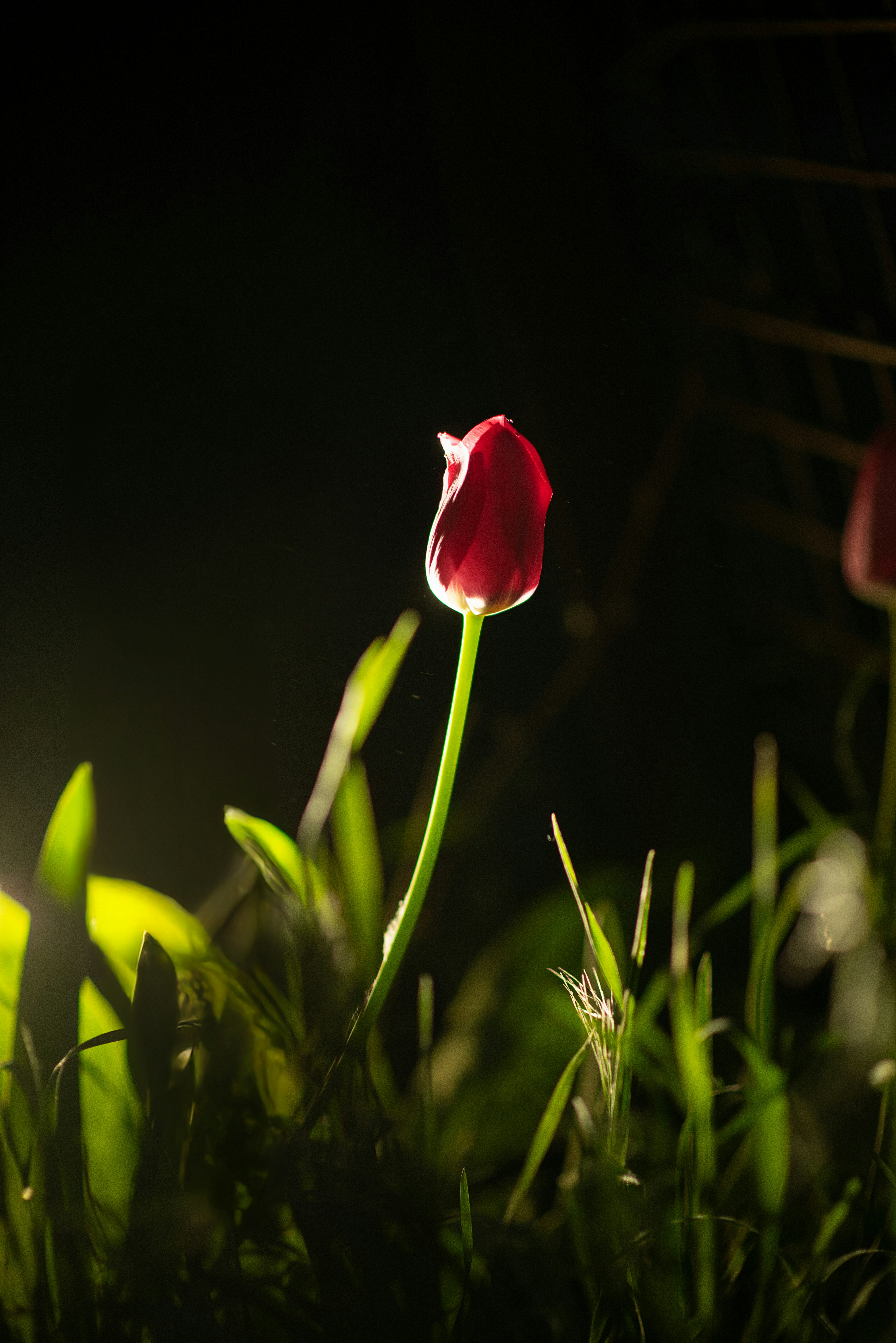 One Red Tulip in the Spotlight