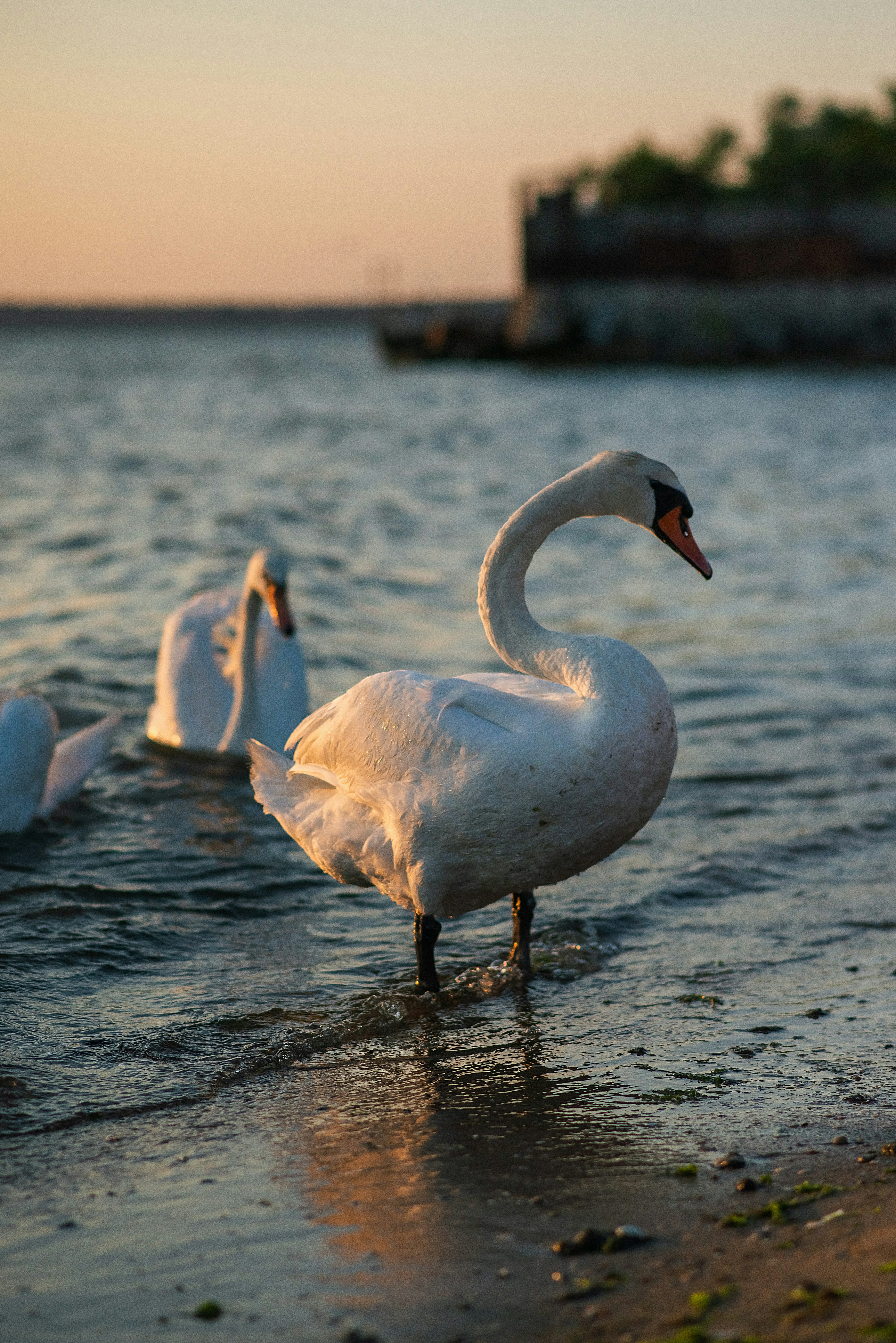 Swan at Dusk: A Quiet Moment by the Shore