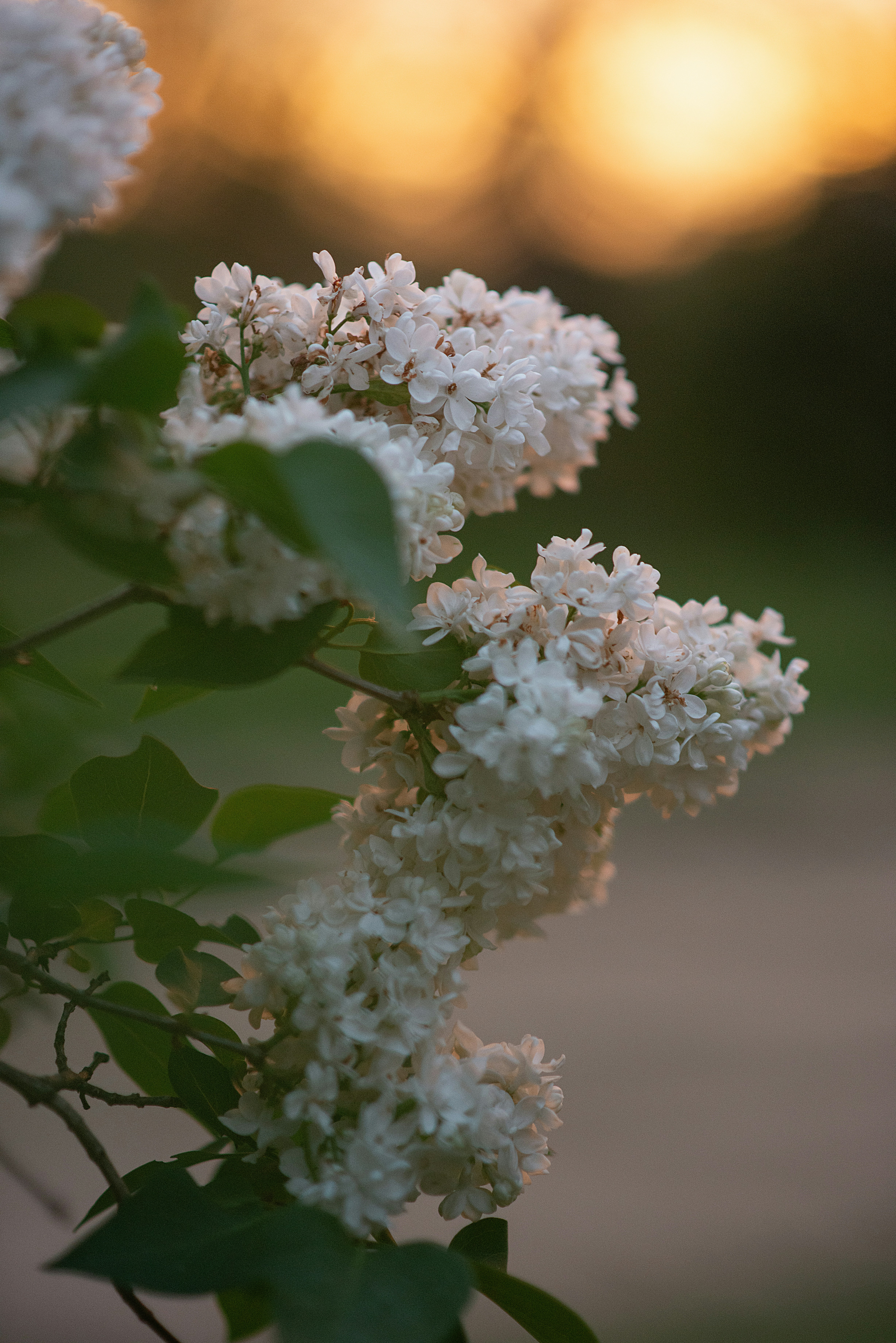 Soft sunset bloom: white lilacs in warm backlight