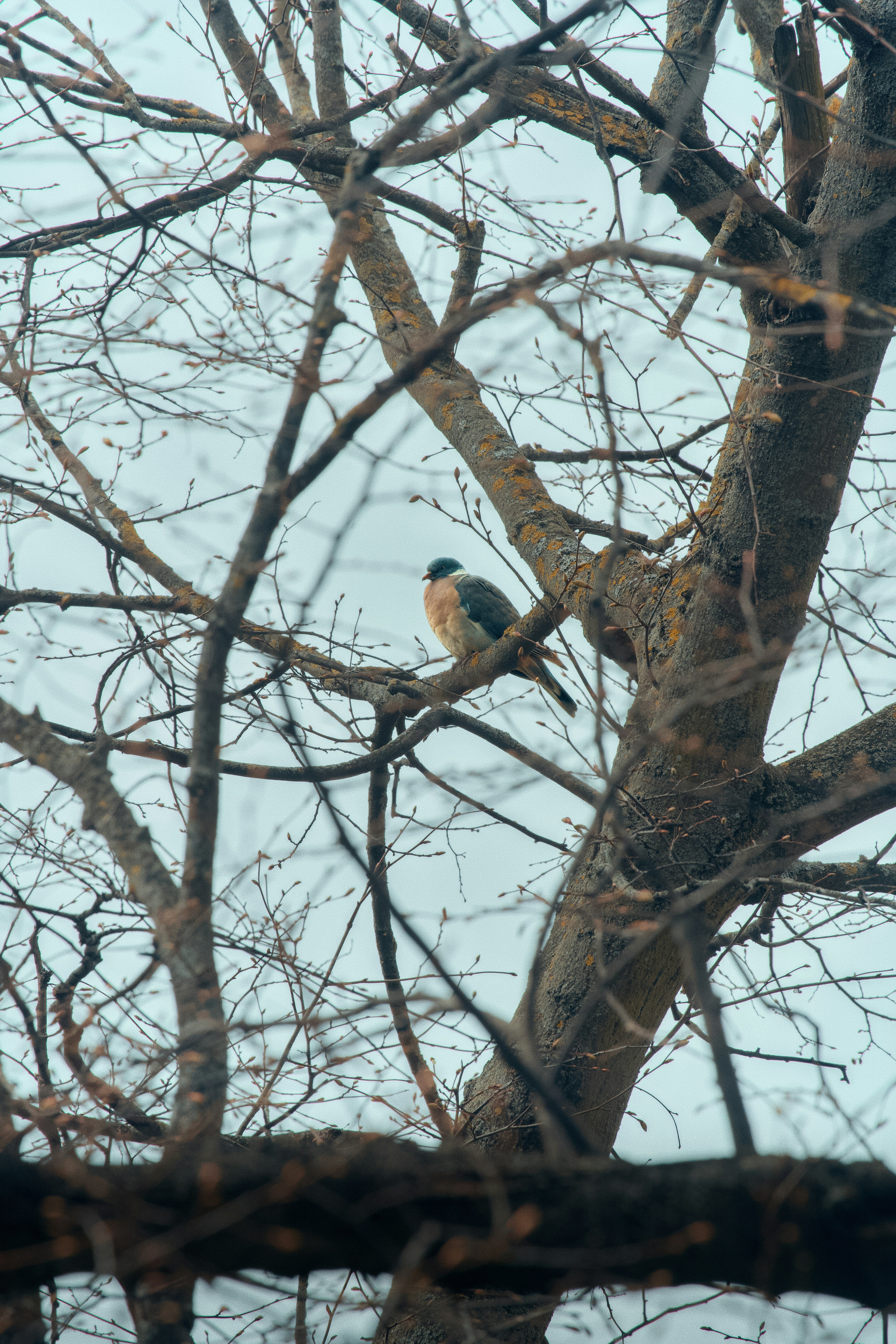 Perched in Winter Silence: A Sparrow Watches from the Bare Branches