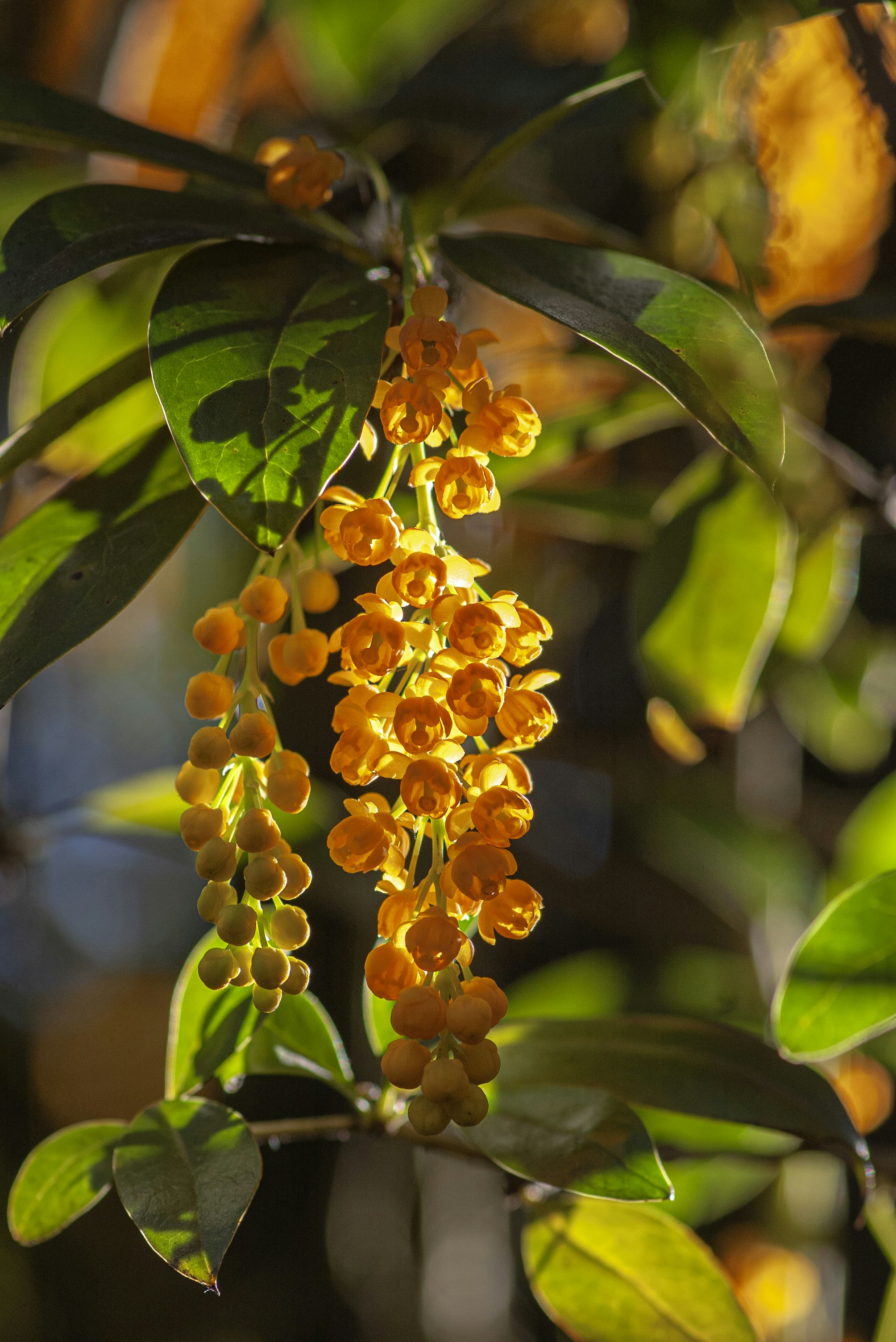 Golden pendant: a vertical cascade of orange berries captured in sunlit foliage
