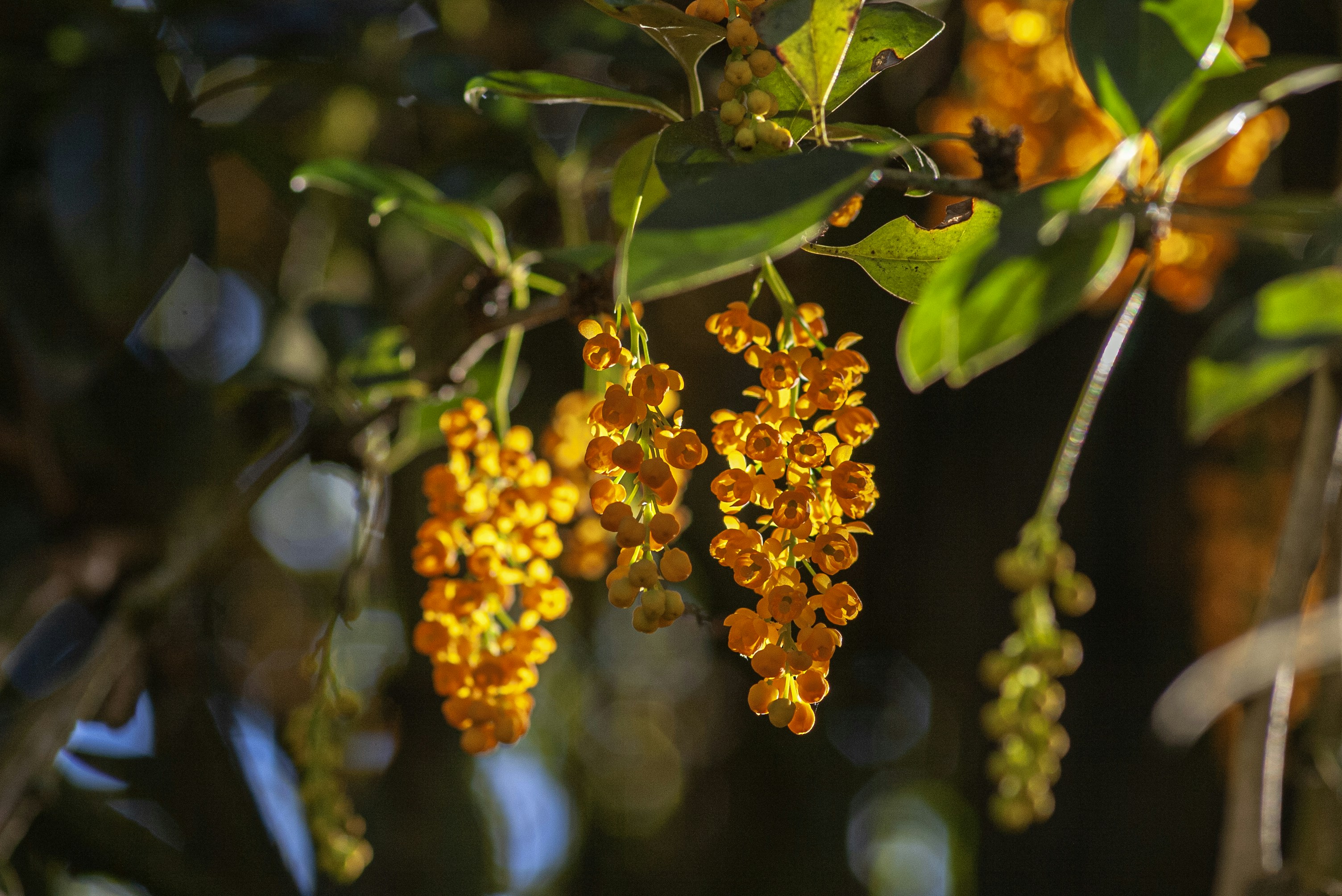 Golden clusters in soft focus glow