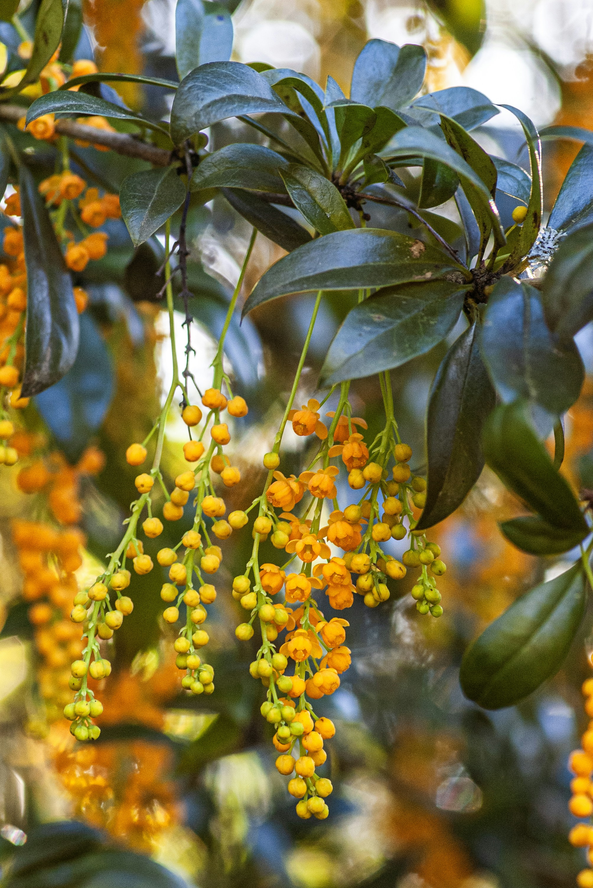 Golden Berries in Sunlit Foliage