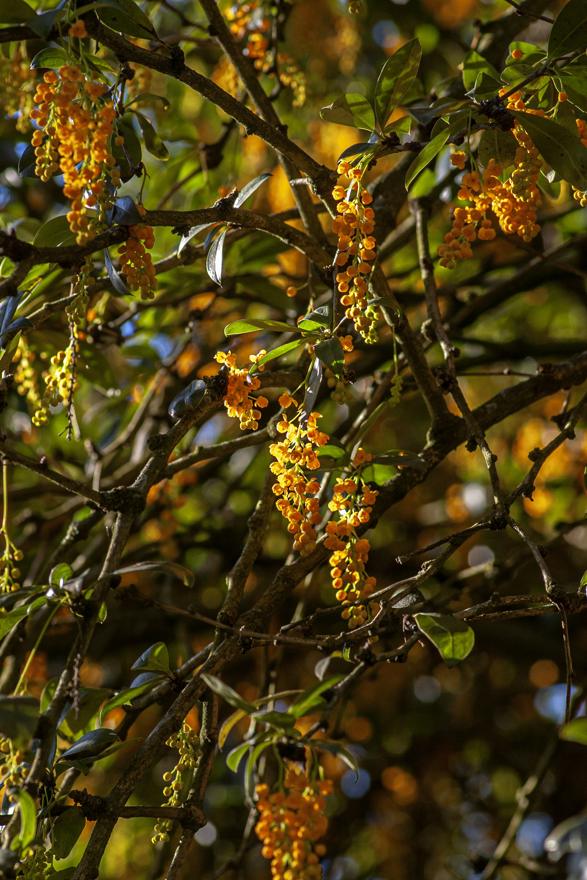 Amber Lanterns on Quiet Branches