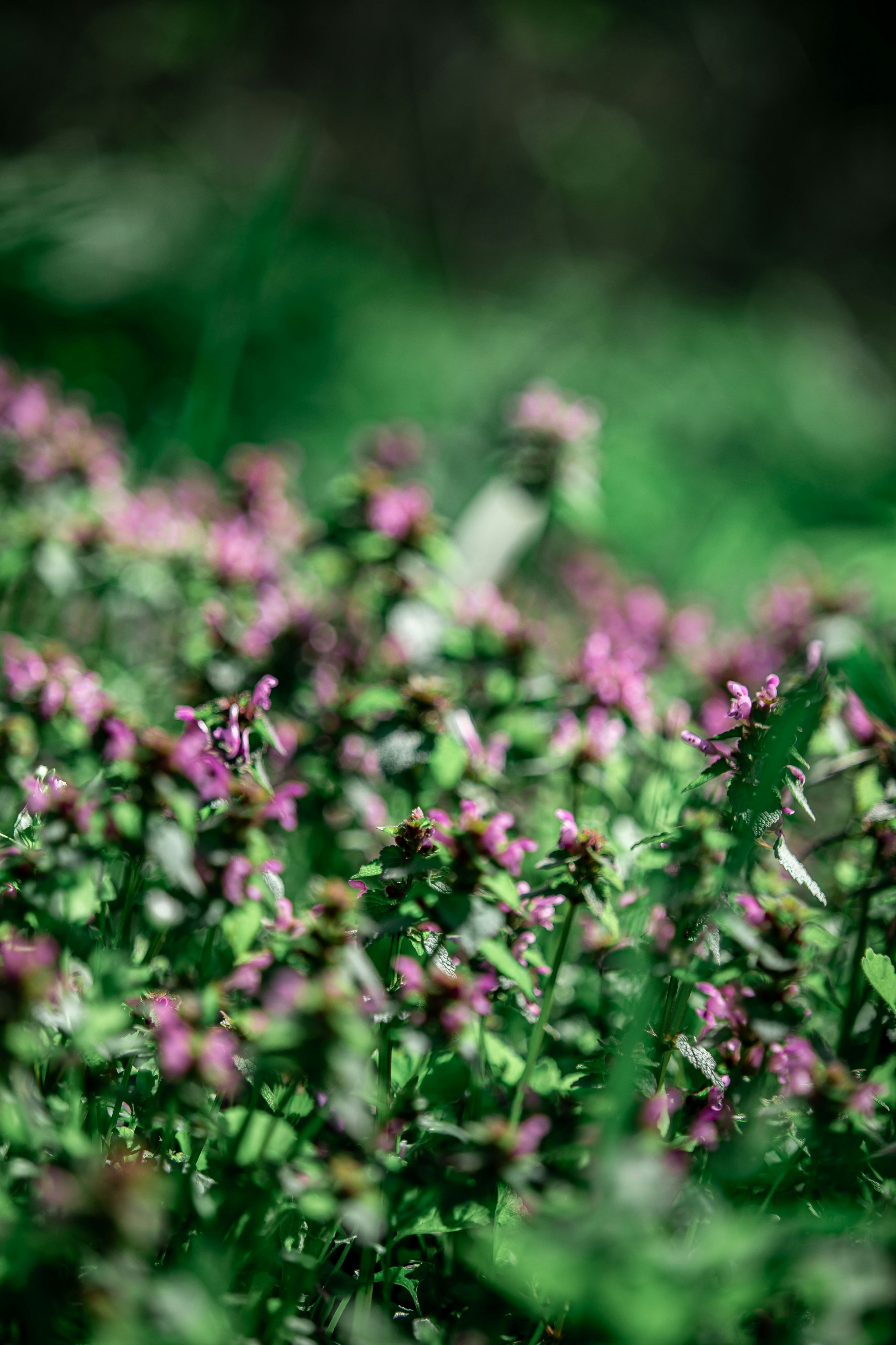 Purple wildflowers glow in a sunlit meadow with a soft bokeh background