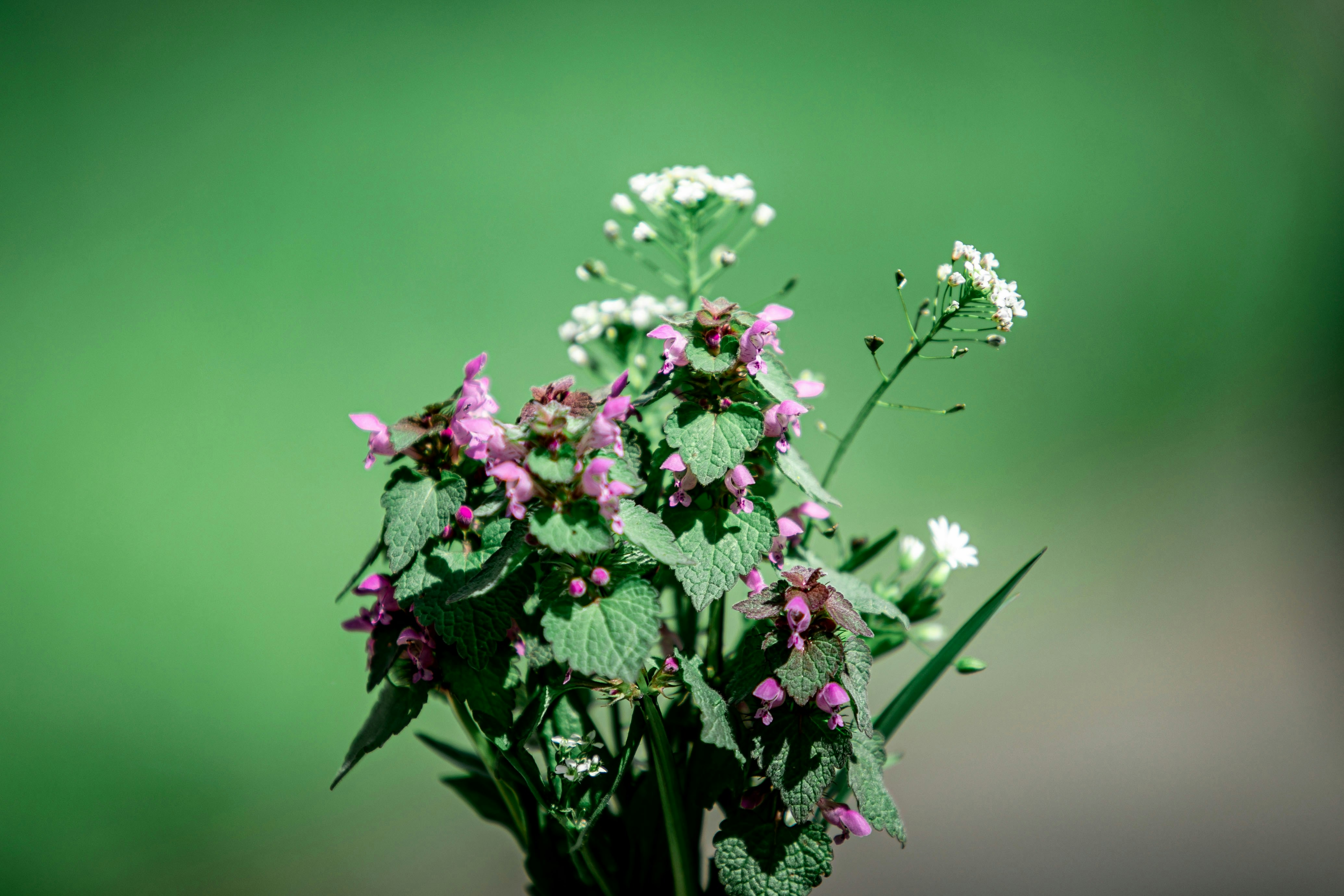 Blooming Imperfections: A Wild Bouquet in Soft Focus
