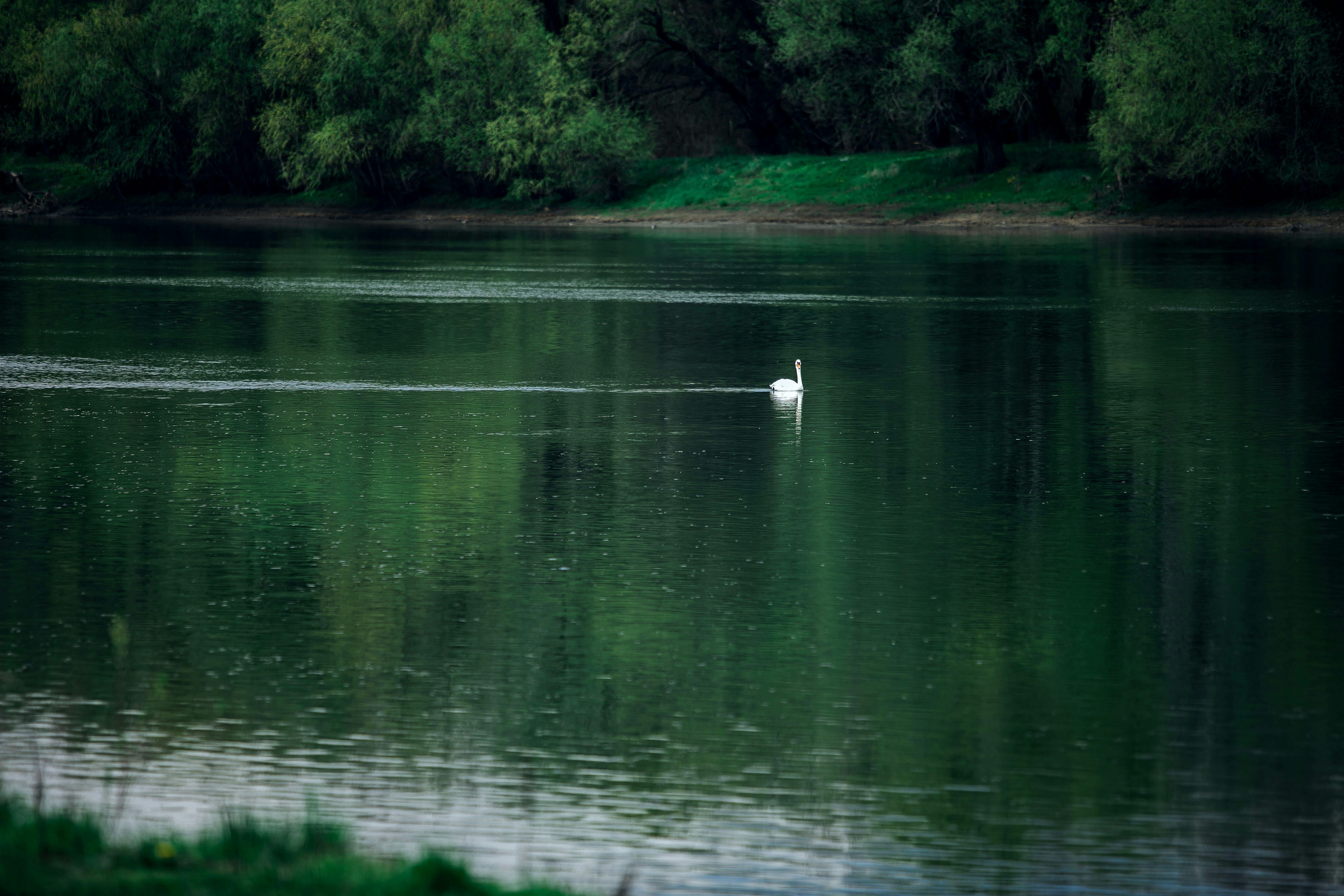  lone swan on a tranquil river