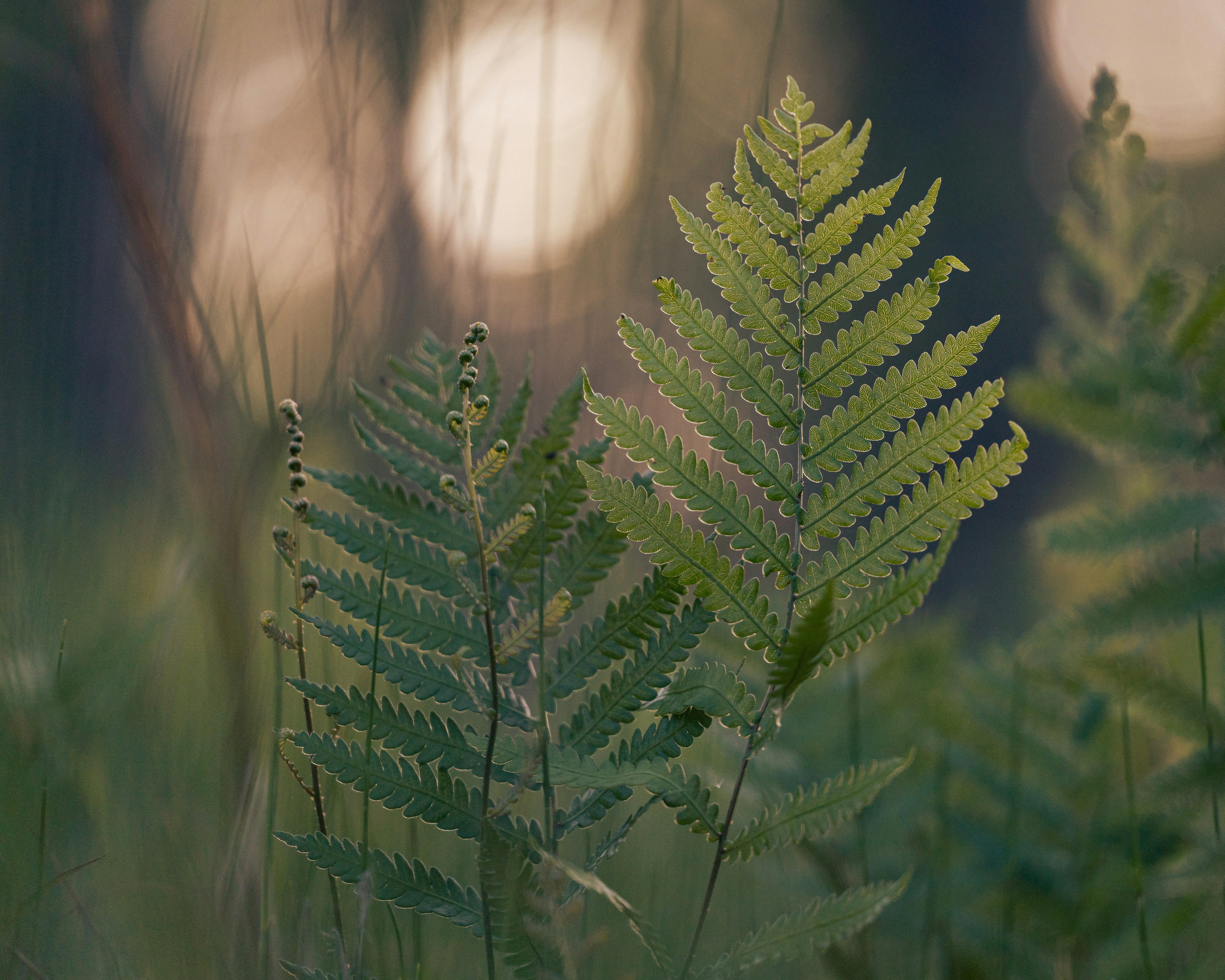 Morning Fern: A Delicate Frond in Soft Backlight