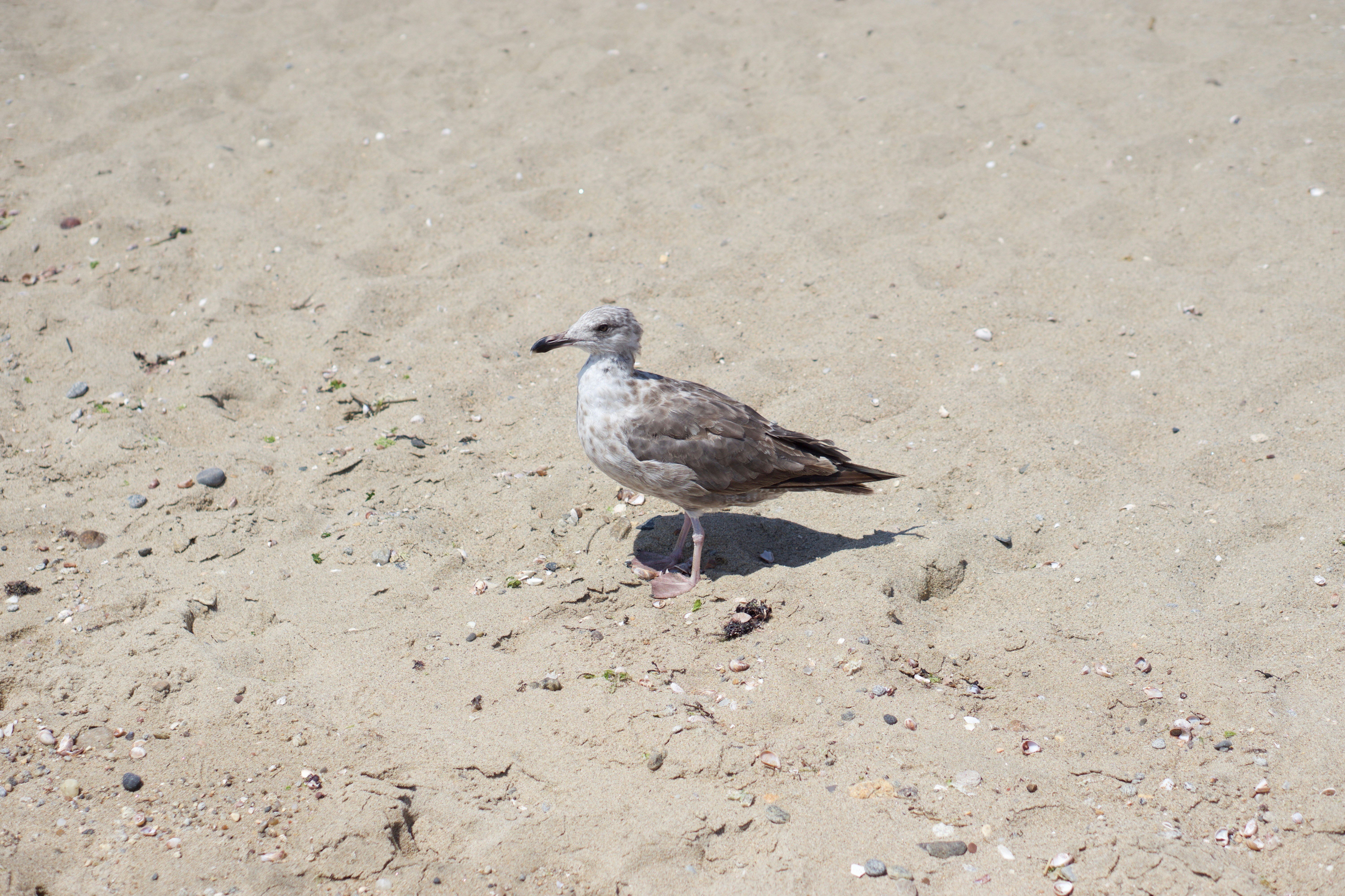 Lonely Sand-Warden: A Seabird Stands Quiet on the Shore