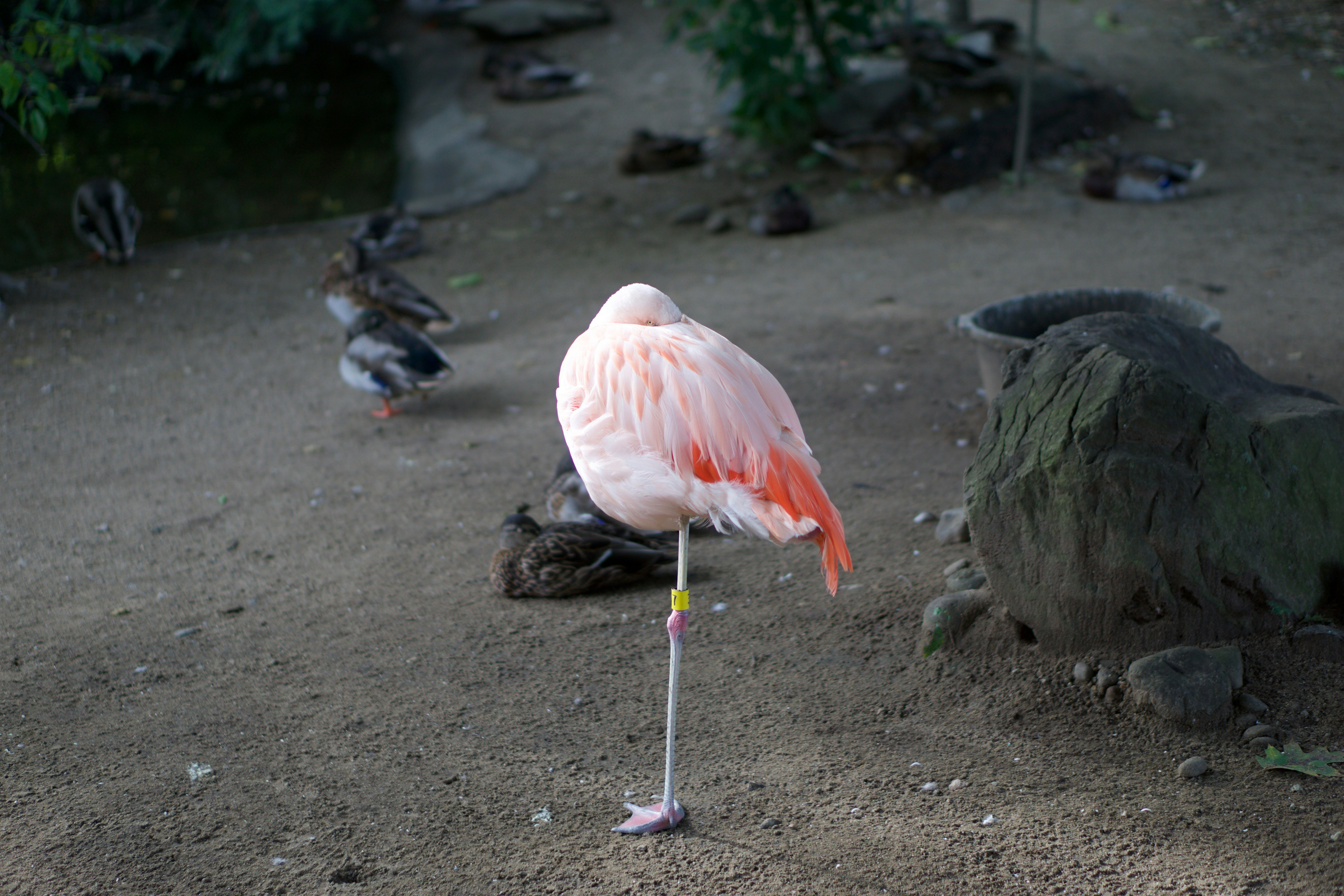 Single Flamingo in Quiet Sandscape