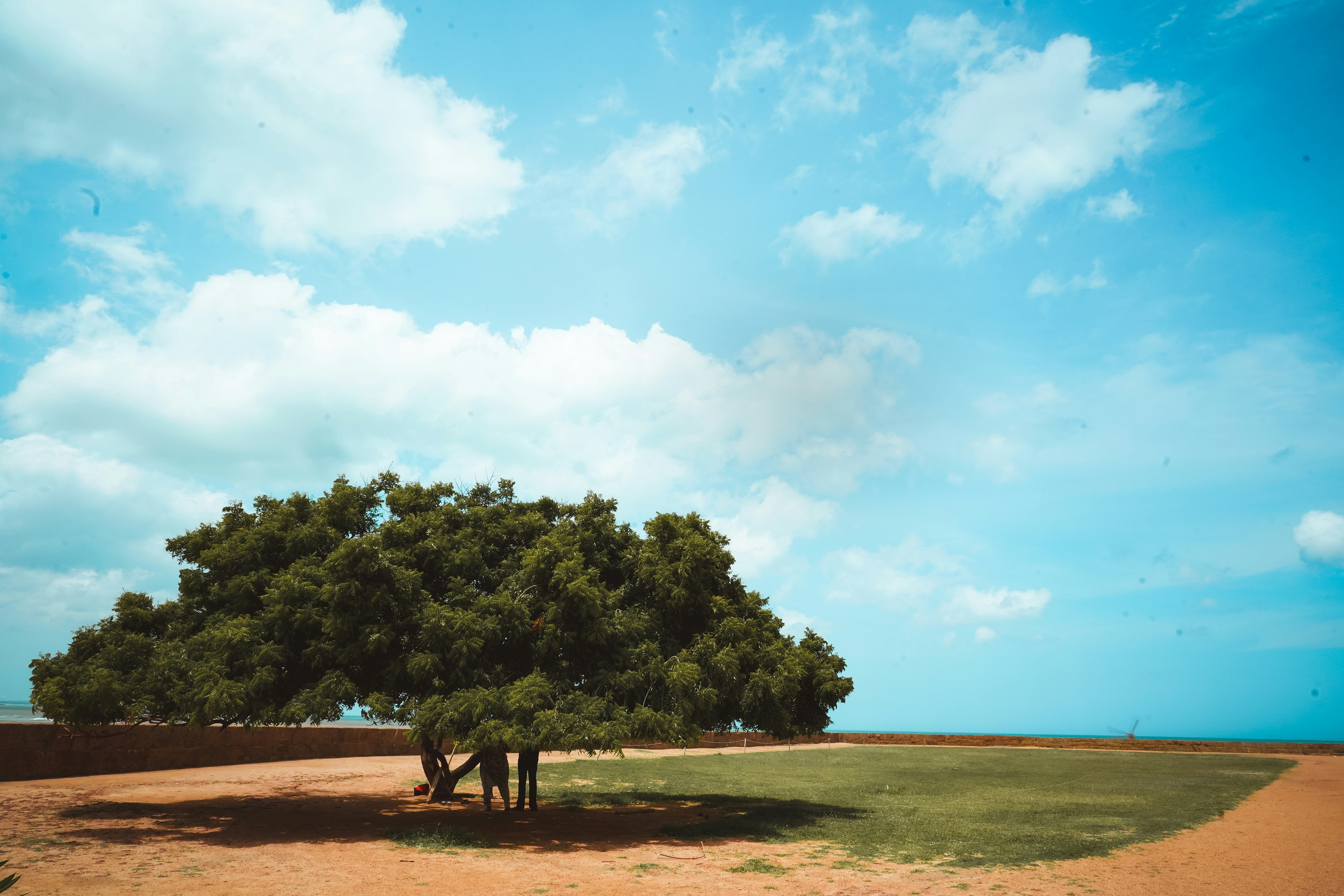 Shade beneath the Lone Tree at the Shoreline Field