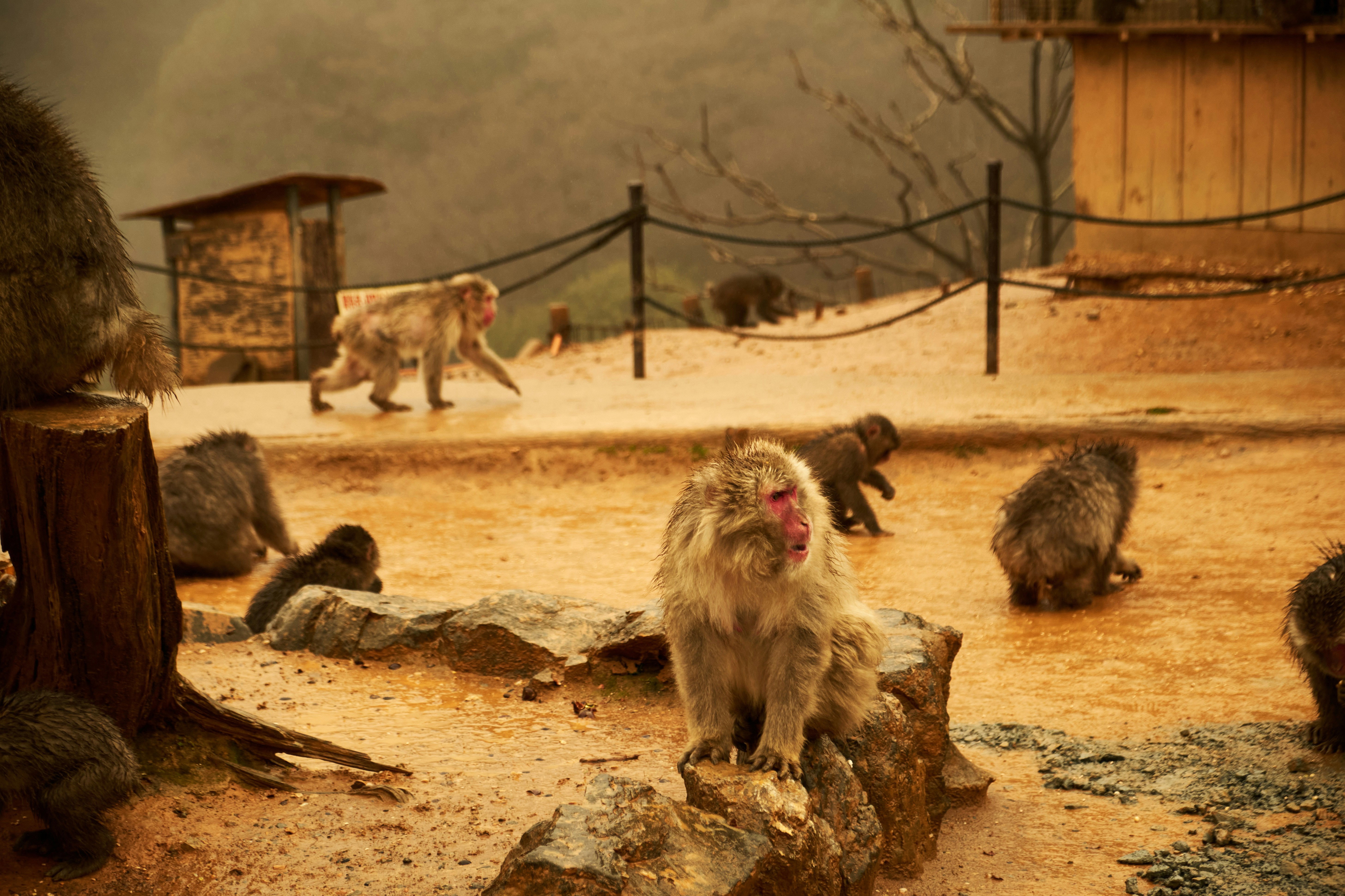 Curious Prime: A lone monkey commands the rocky foreground as a troupe roams the enclosure edge