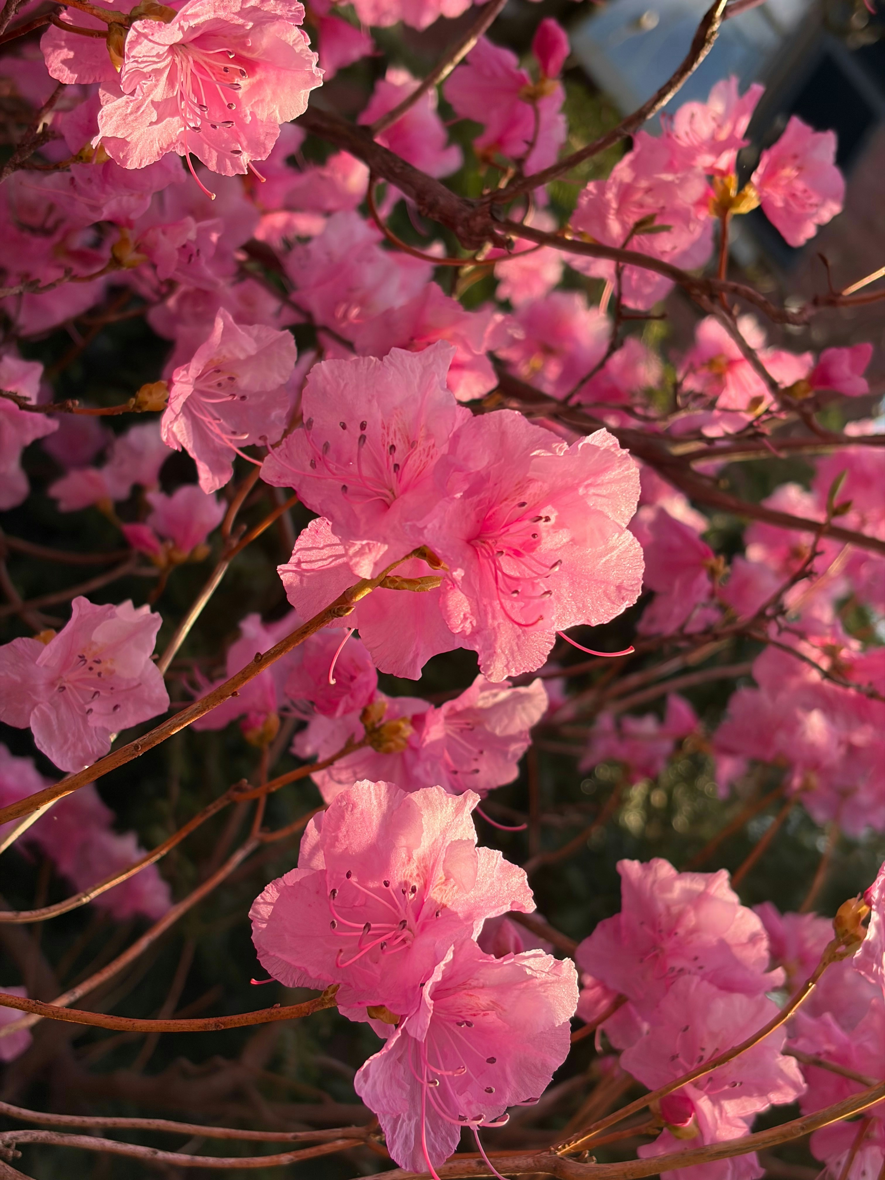Blossoms in Tender Rosy Light