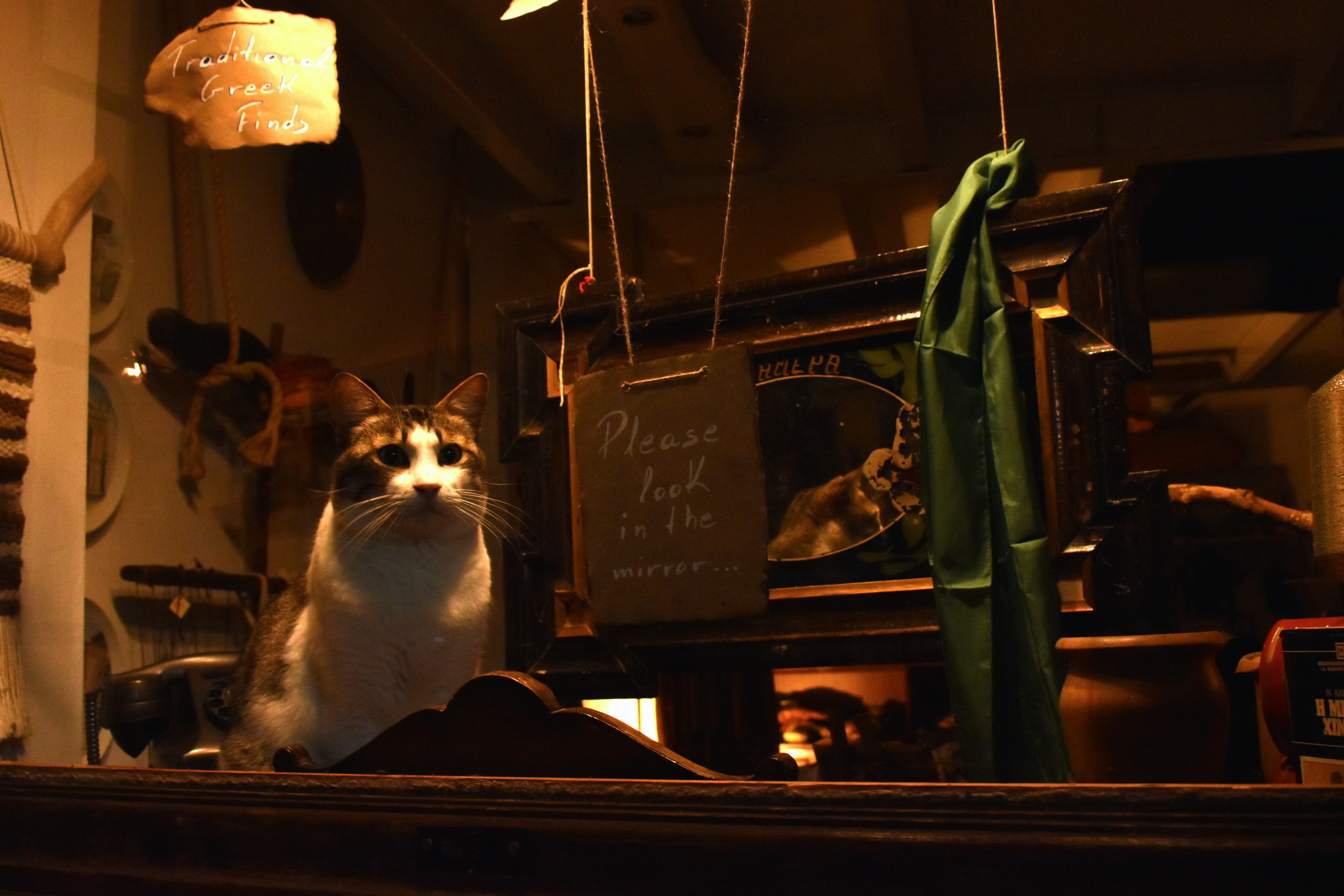 Cat at the Counter: Midnight Watcher in the Cozy Café