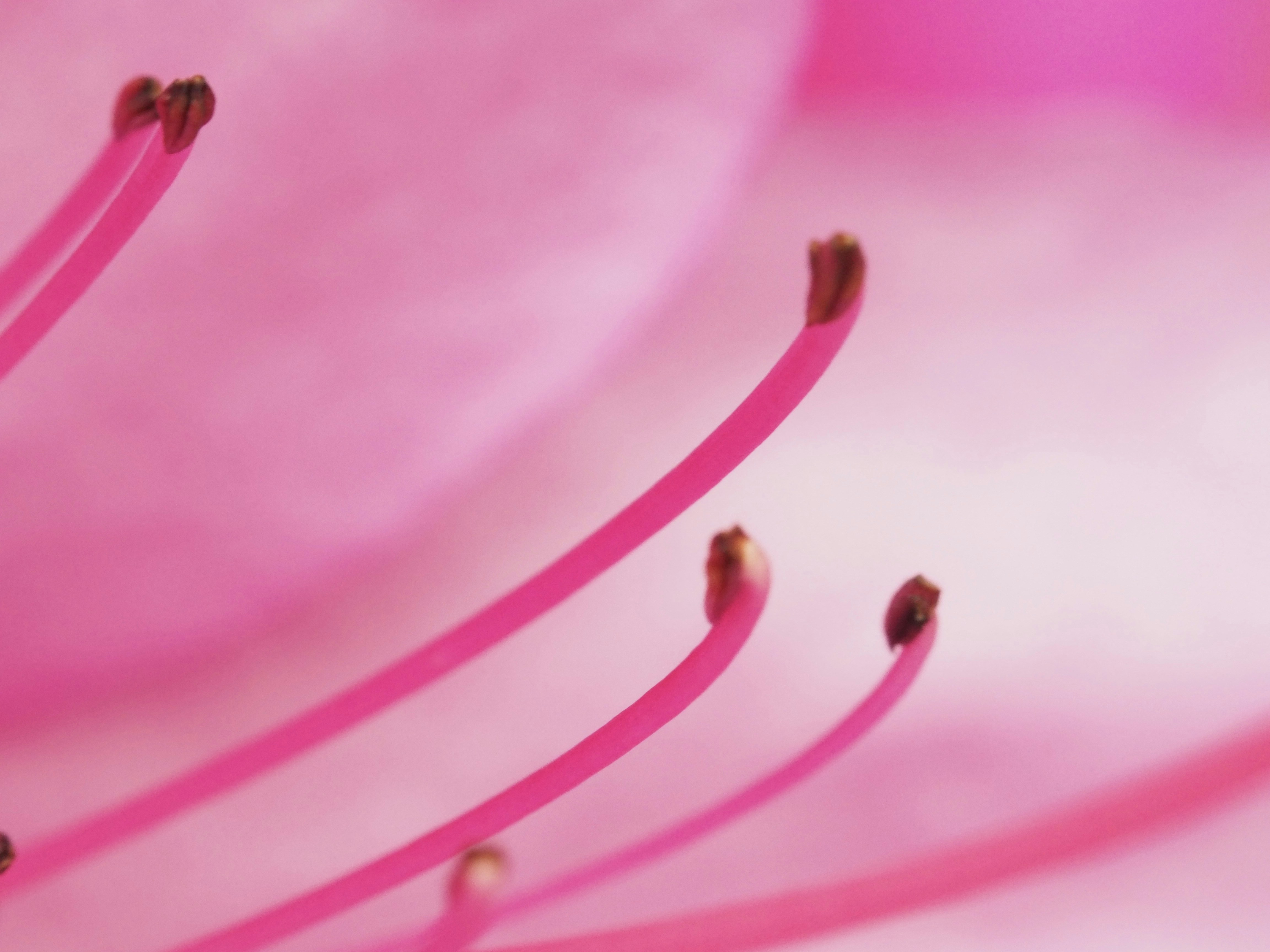 Macro Pink: Curved Stems Reaching Toward the Light