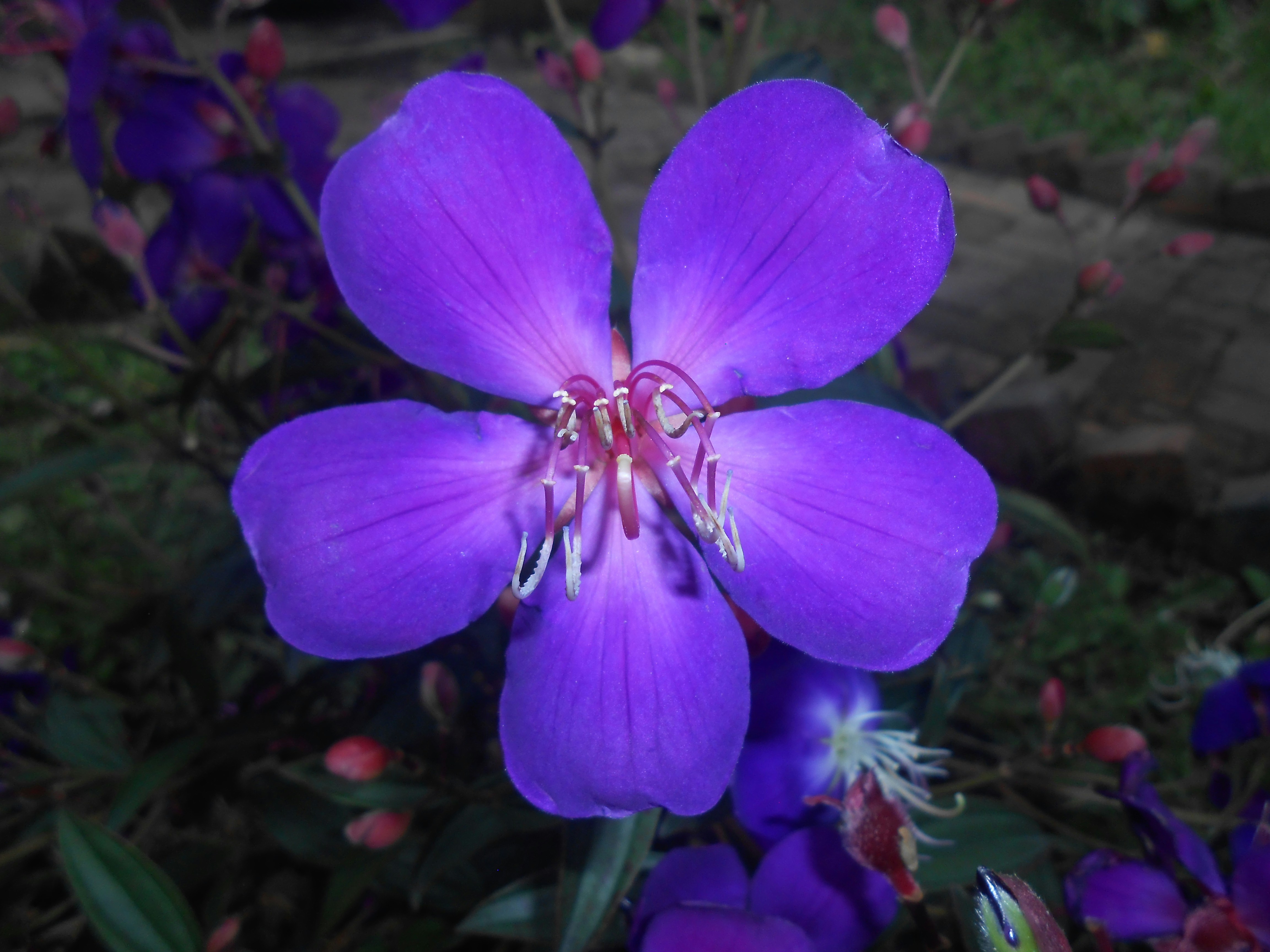 Violet Bloom Centerpiece: A Single Flower in Focus