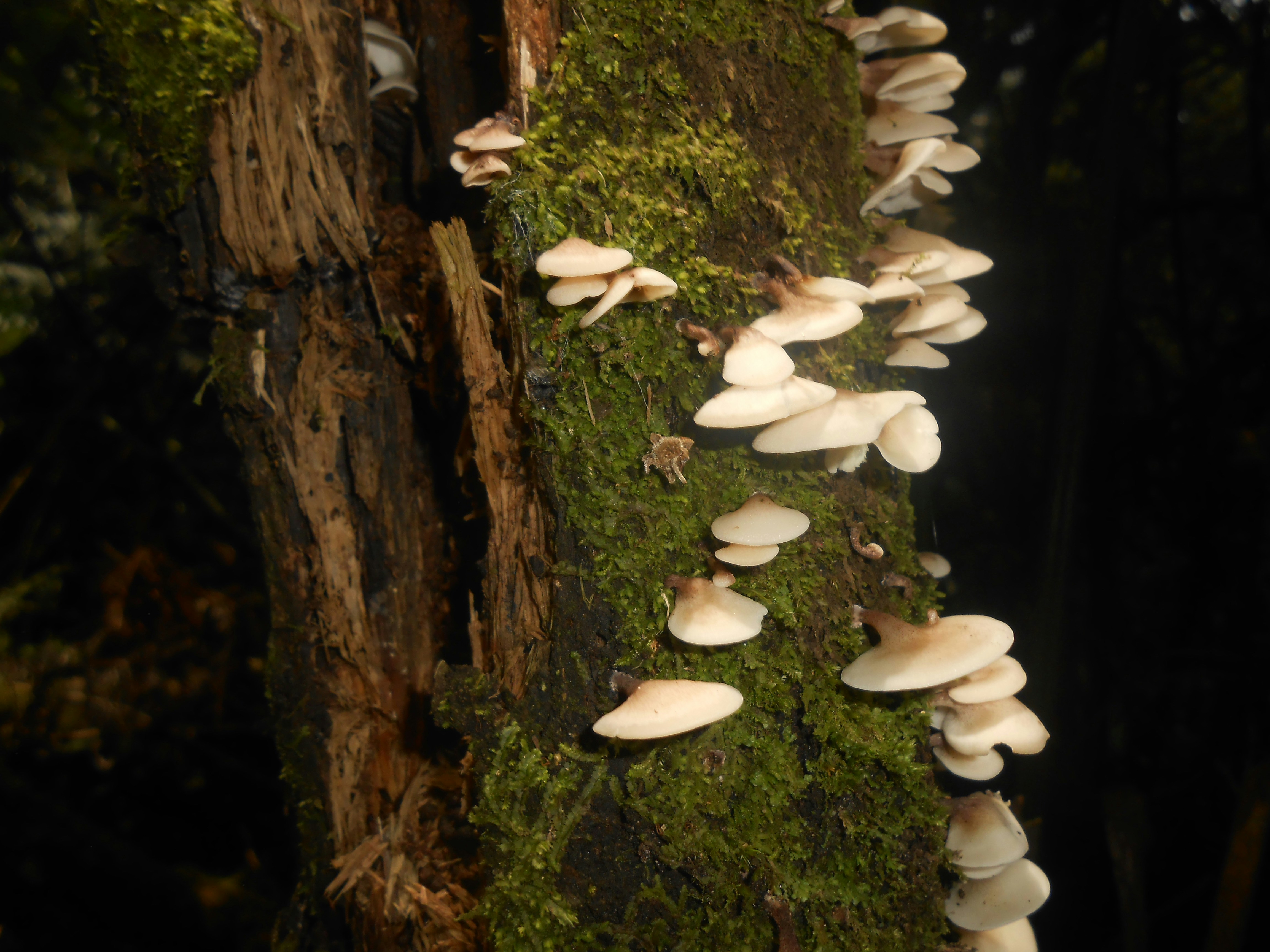 Mushroom Choir on Mossy Bark