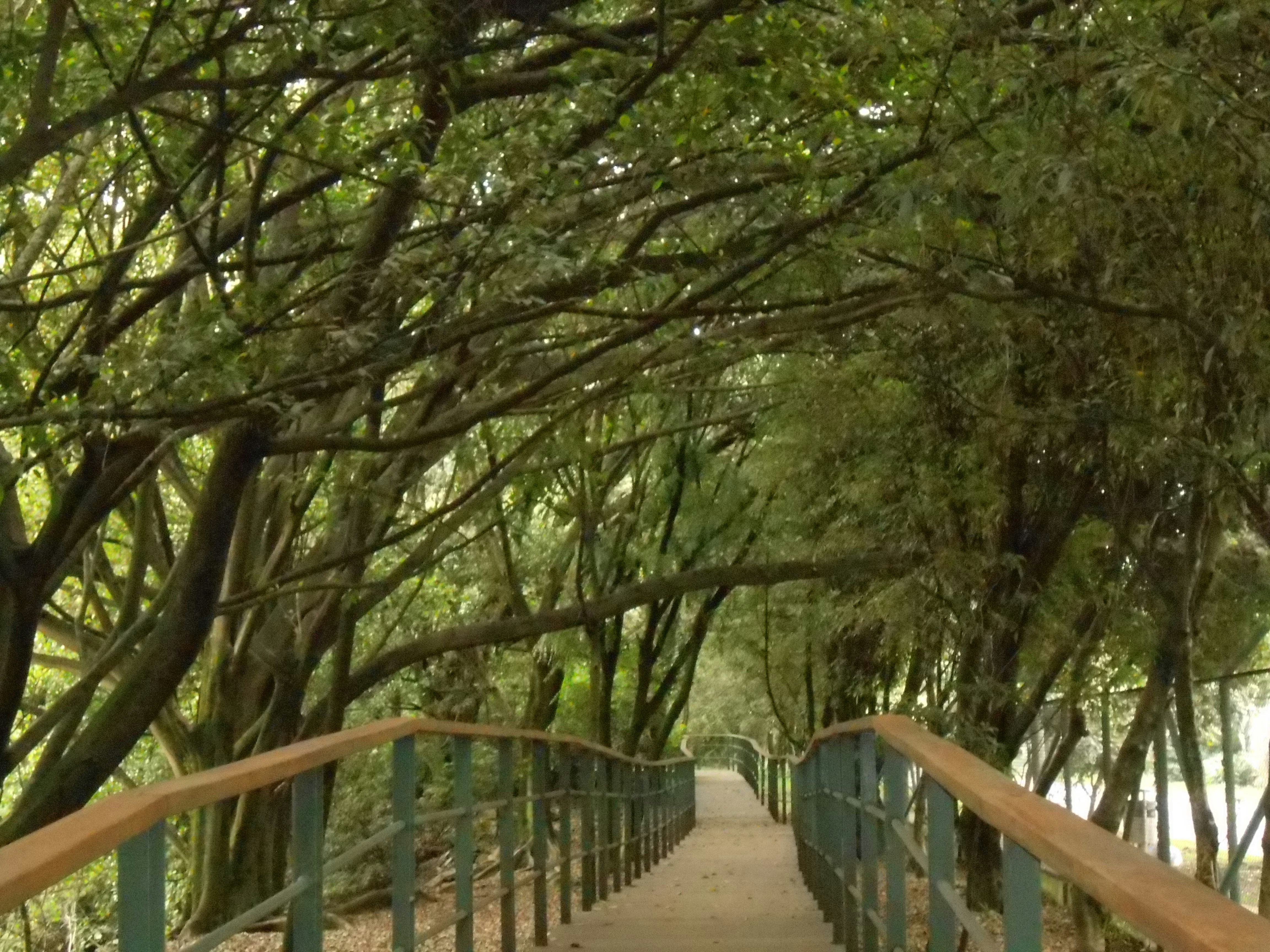 Canopy Corridor: A Quiet Walk Under the Green Arches
