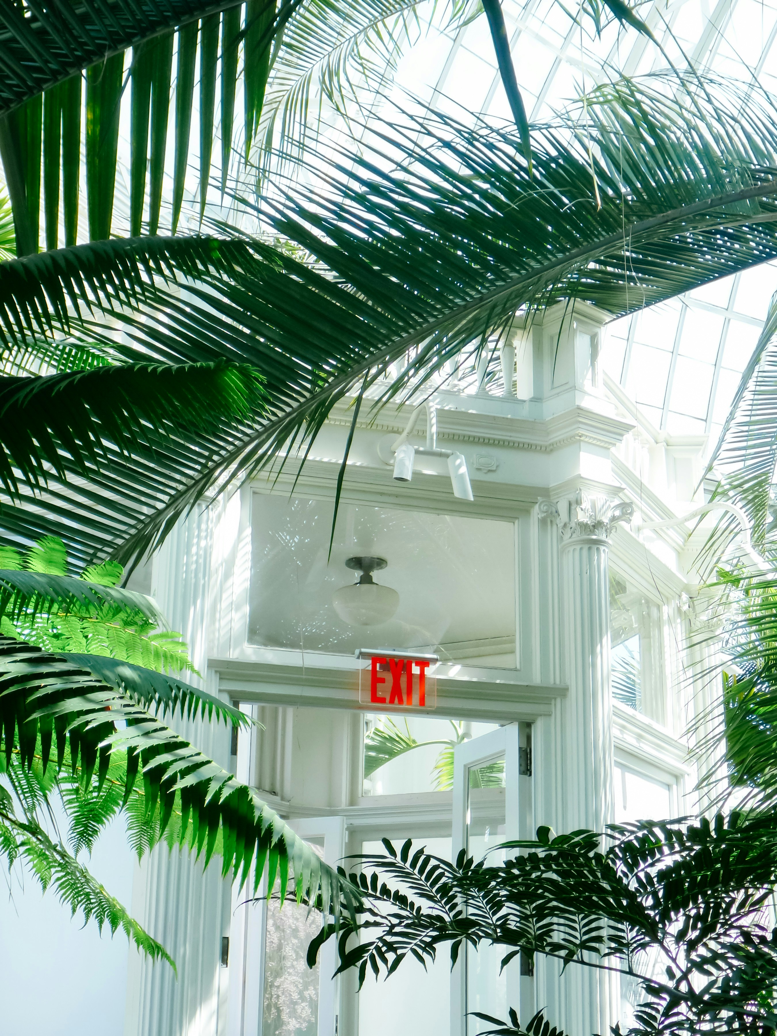 Light-Soaked Conservatory: Exiting through Glass and Ferns