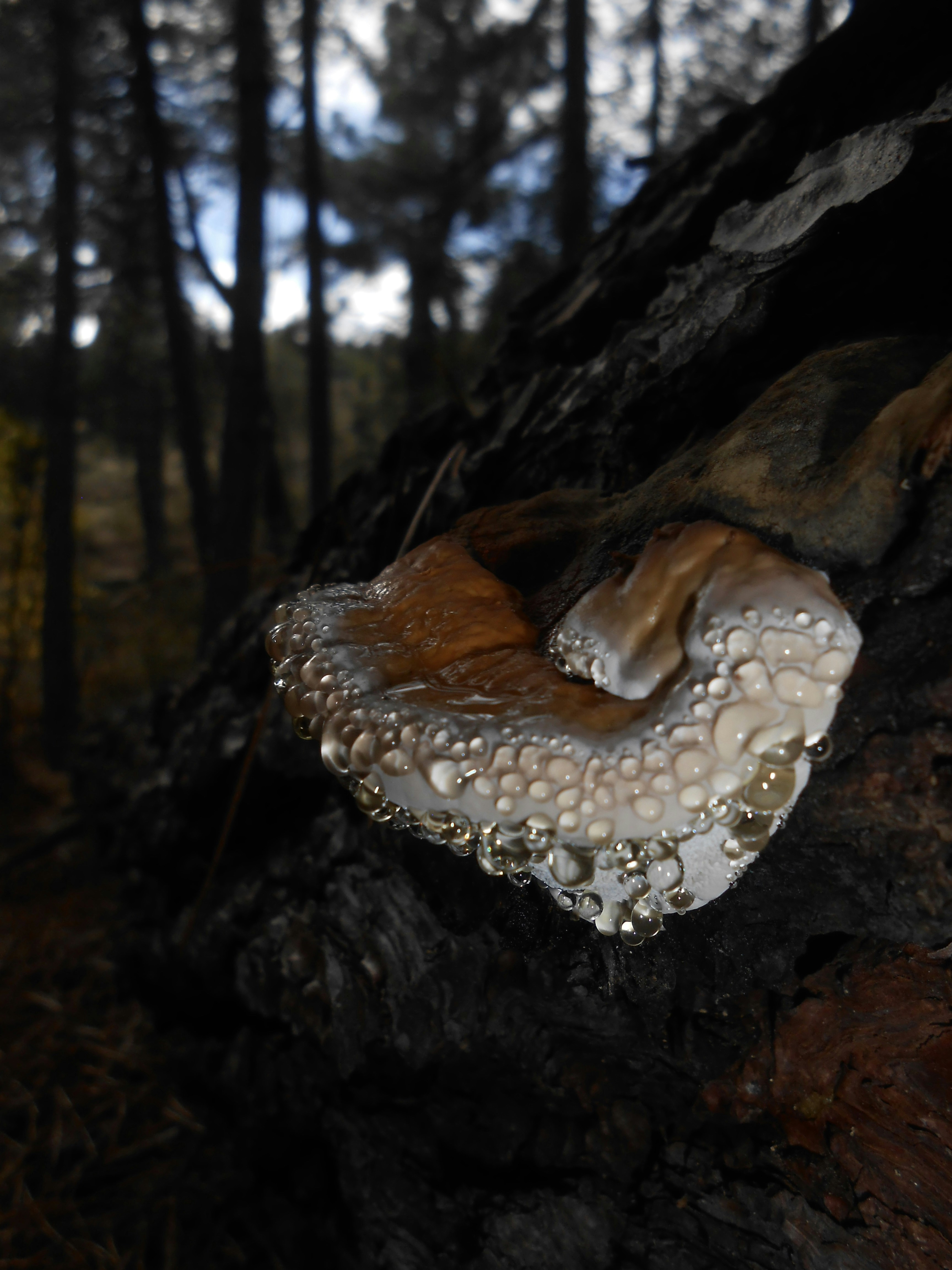 Mushroom on a Weathered Log: Beaded Edge of Dew