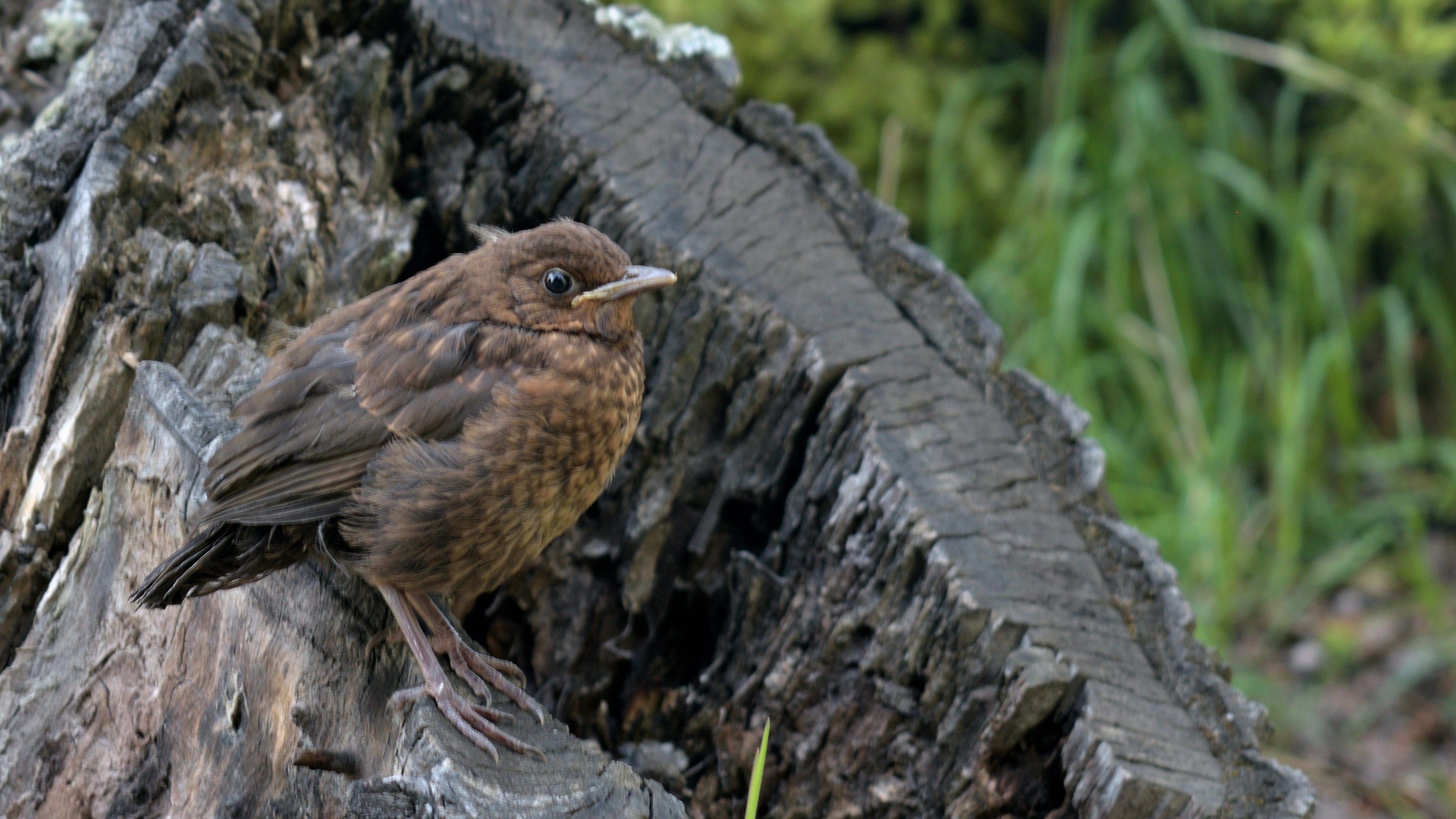 Hidden Nest: A Brown Thrush Perched on Weathered Logs