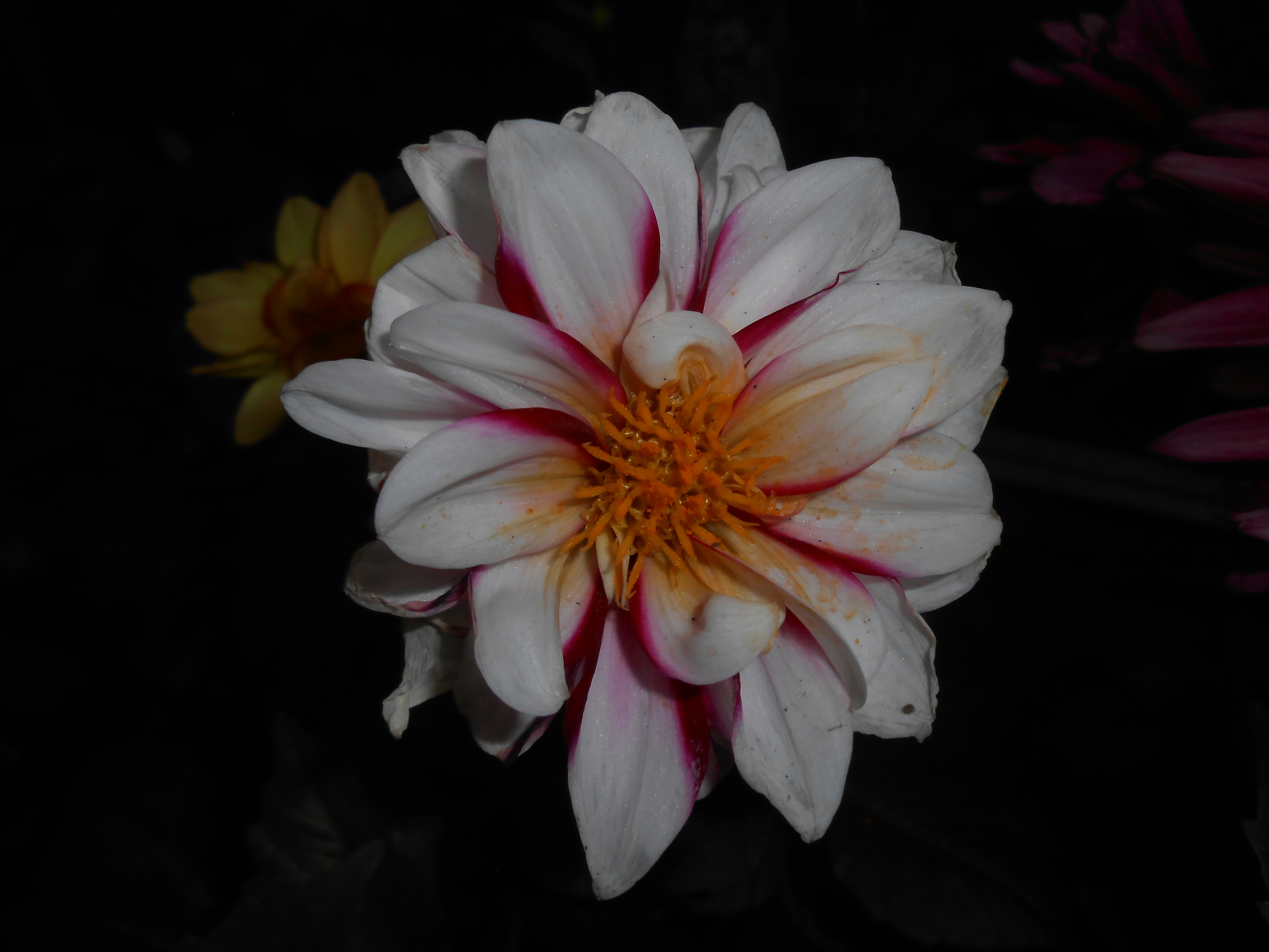 Center of Bloom: A White-Petaled Flower with Pink Veins and Golden Center