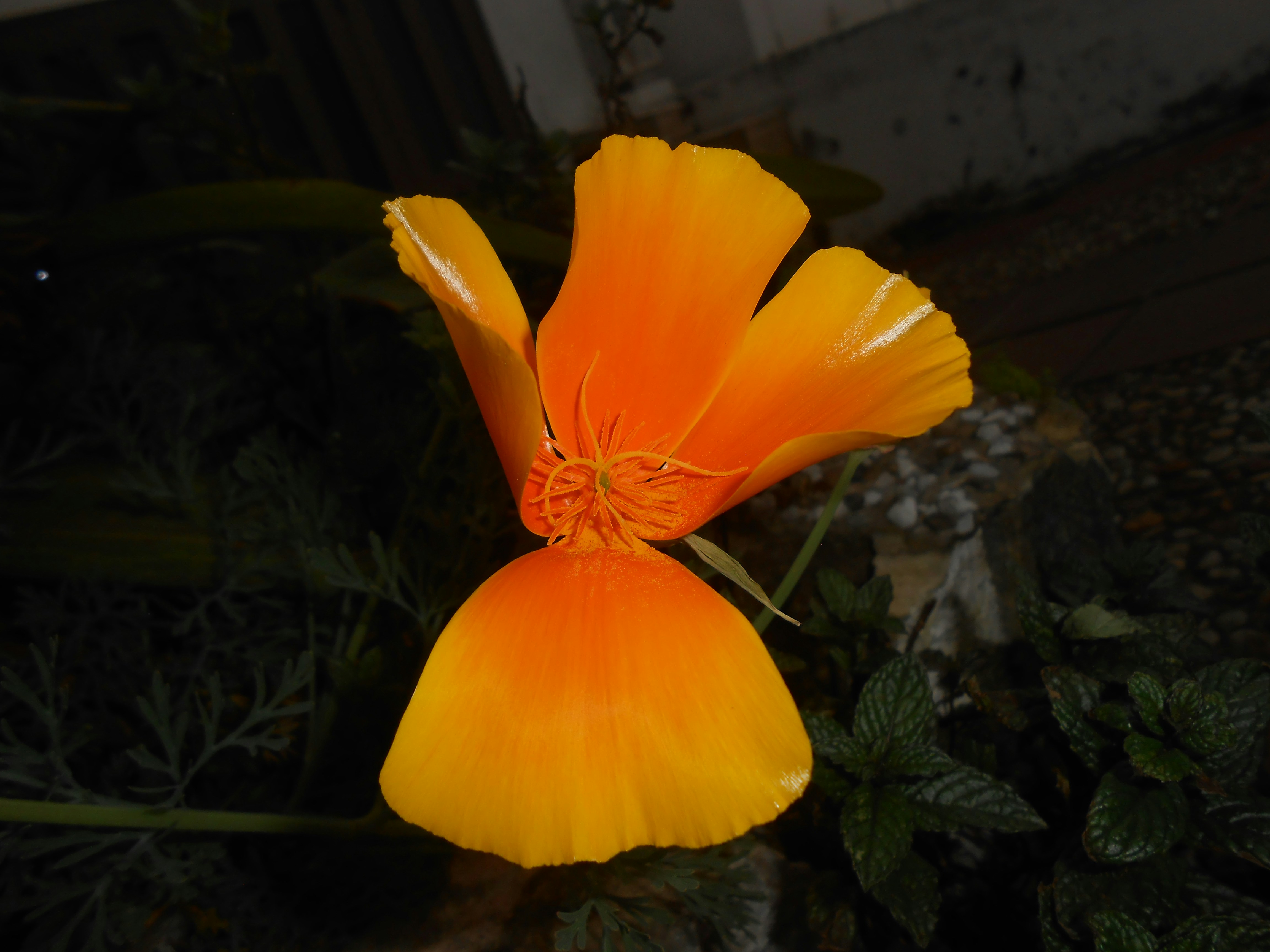 Orange Blossom in Soft Focus Garden