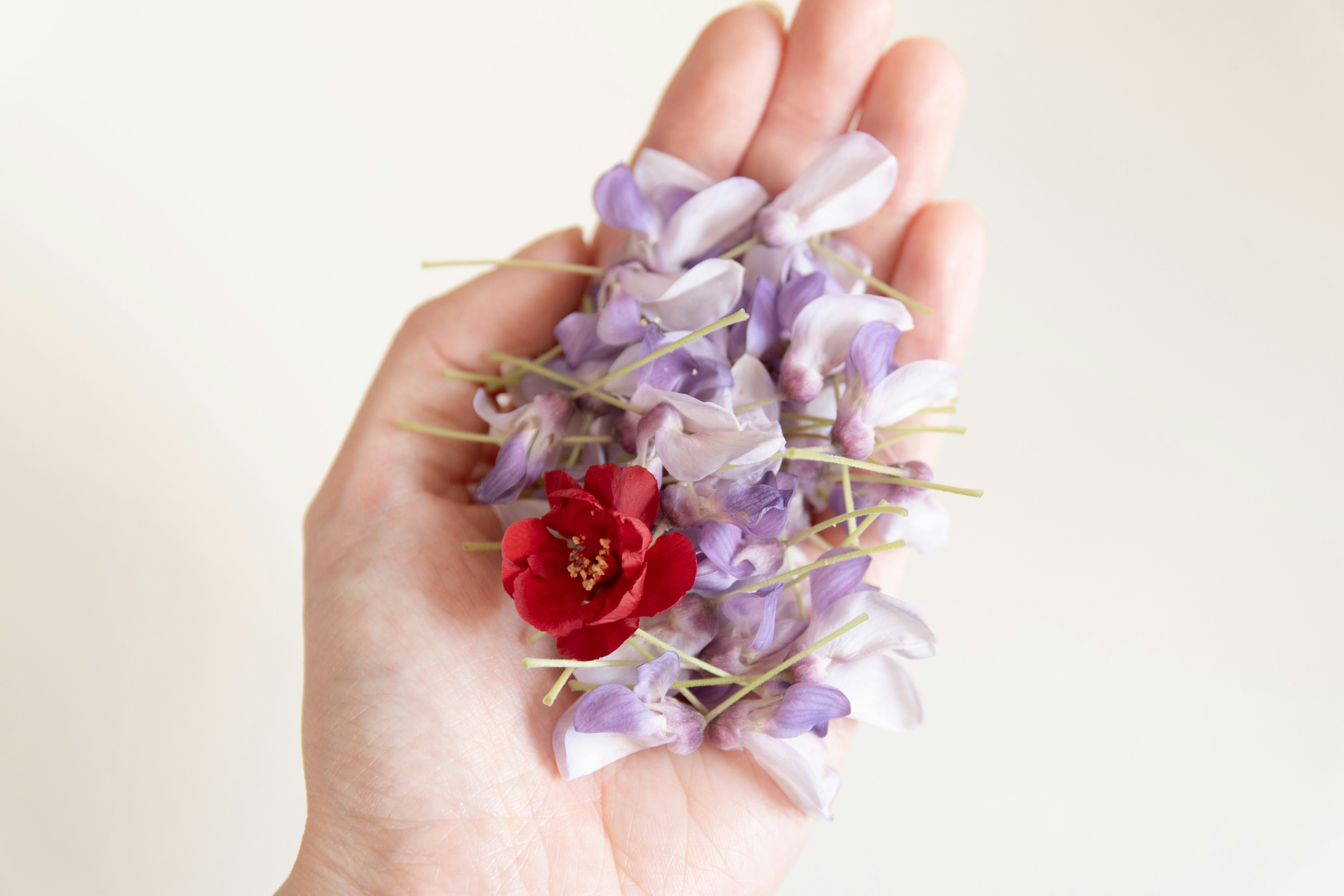 A Red Flower Emerges from a Handful of Lilac Petals