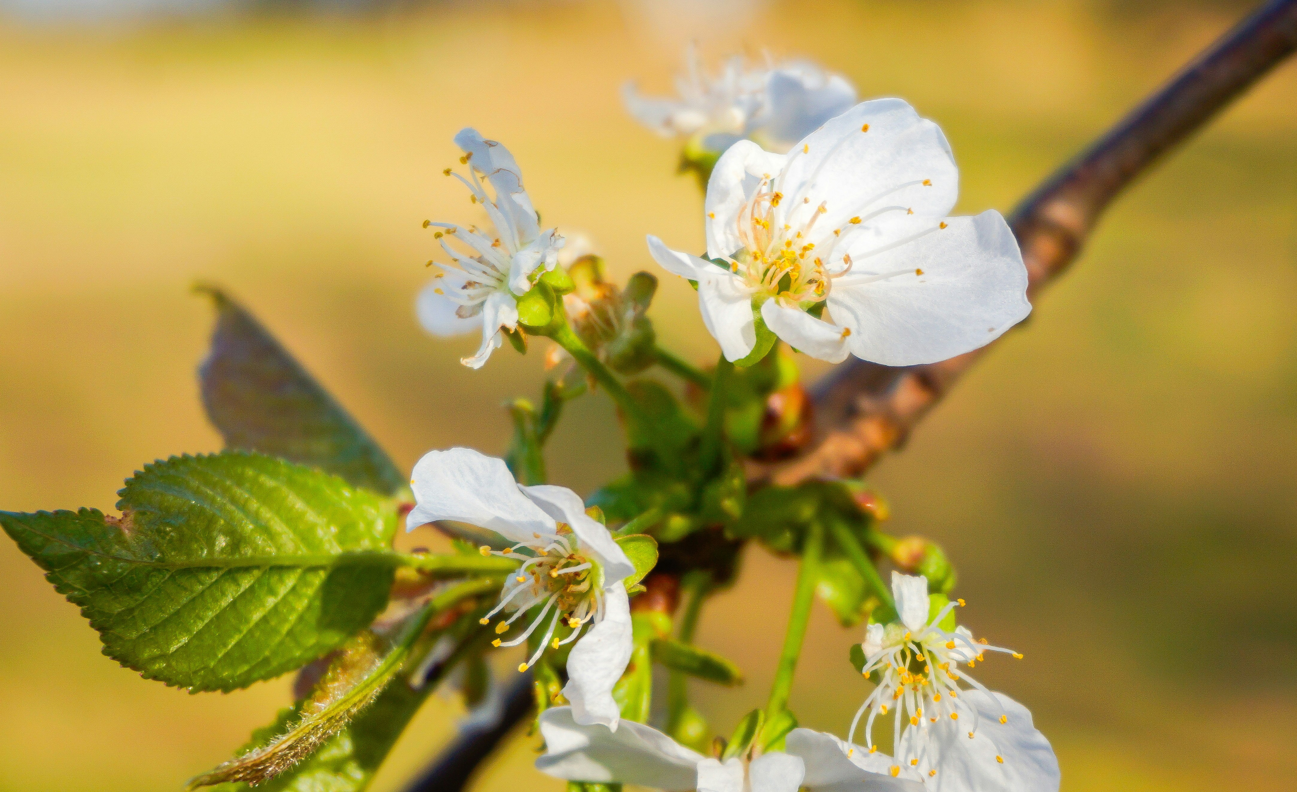 White Blossom Cluster on a Sunlit Branch