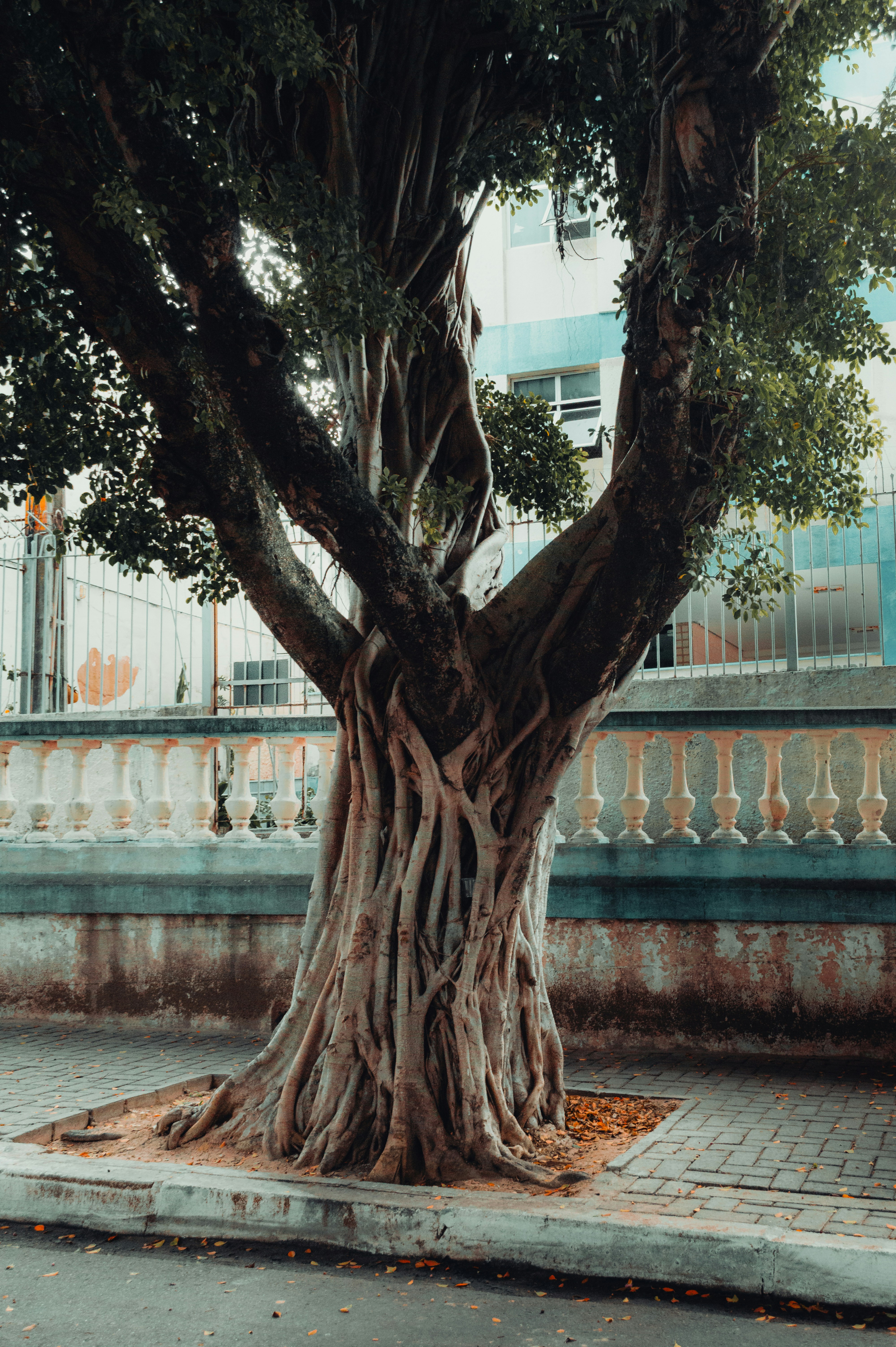 Twin-Rooted Majesty: The Ancient Trunk and Its Urban Crest